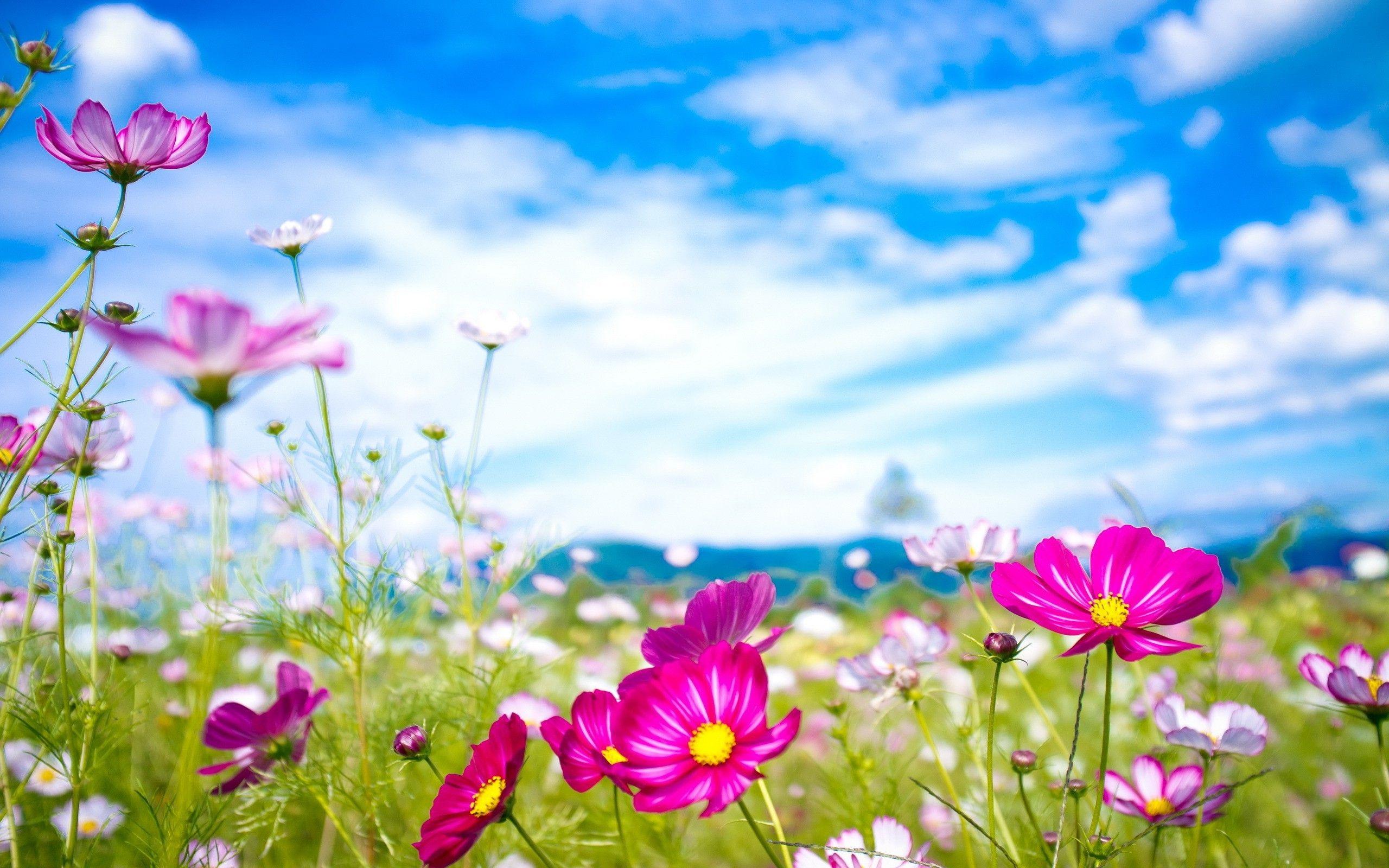 Cosmos Flower Wallpapers - Top Free Cosmos Flower Backgrounds ...