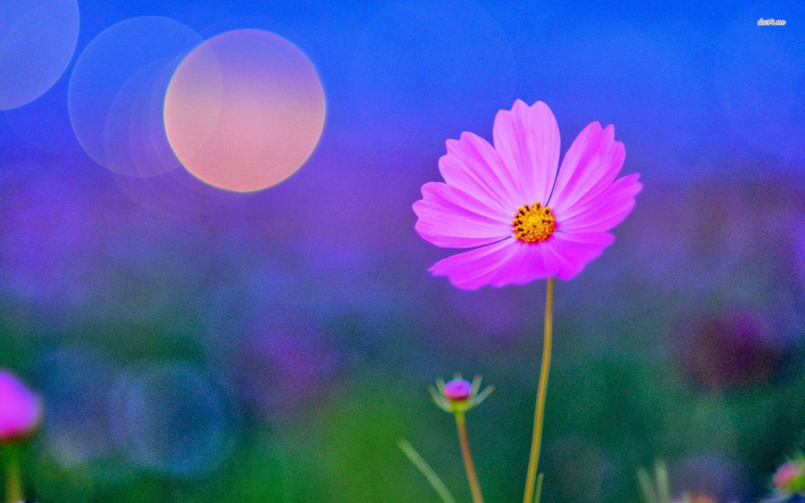 Cosmos Flower Wallpapers - Top Free Cosmos Flower Backgrounds ...