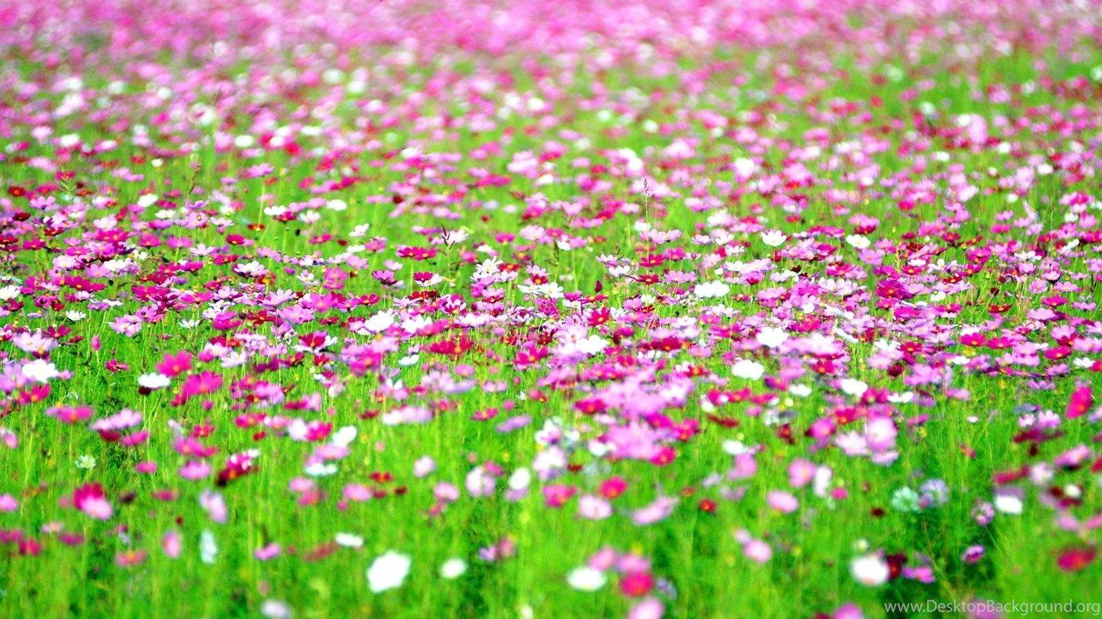 Cosmos Flower Wallpapers - Top Free Cosmos Flower Backgrounds ...