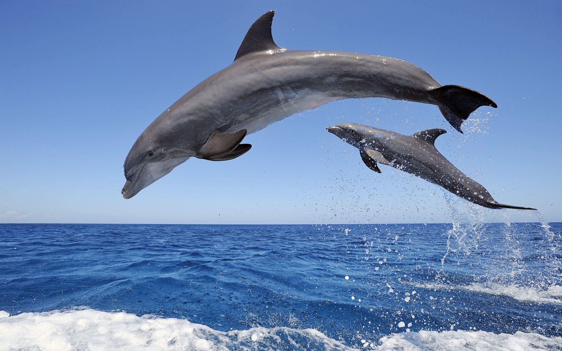 Dolphin Jump Wallpapers - Top Free Dolphin Jump Backgrounds ...