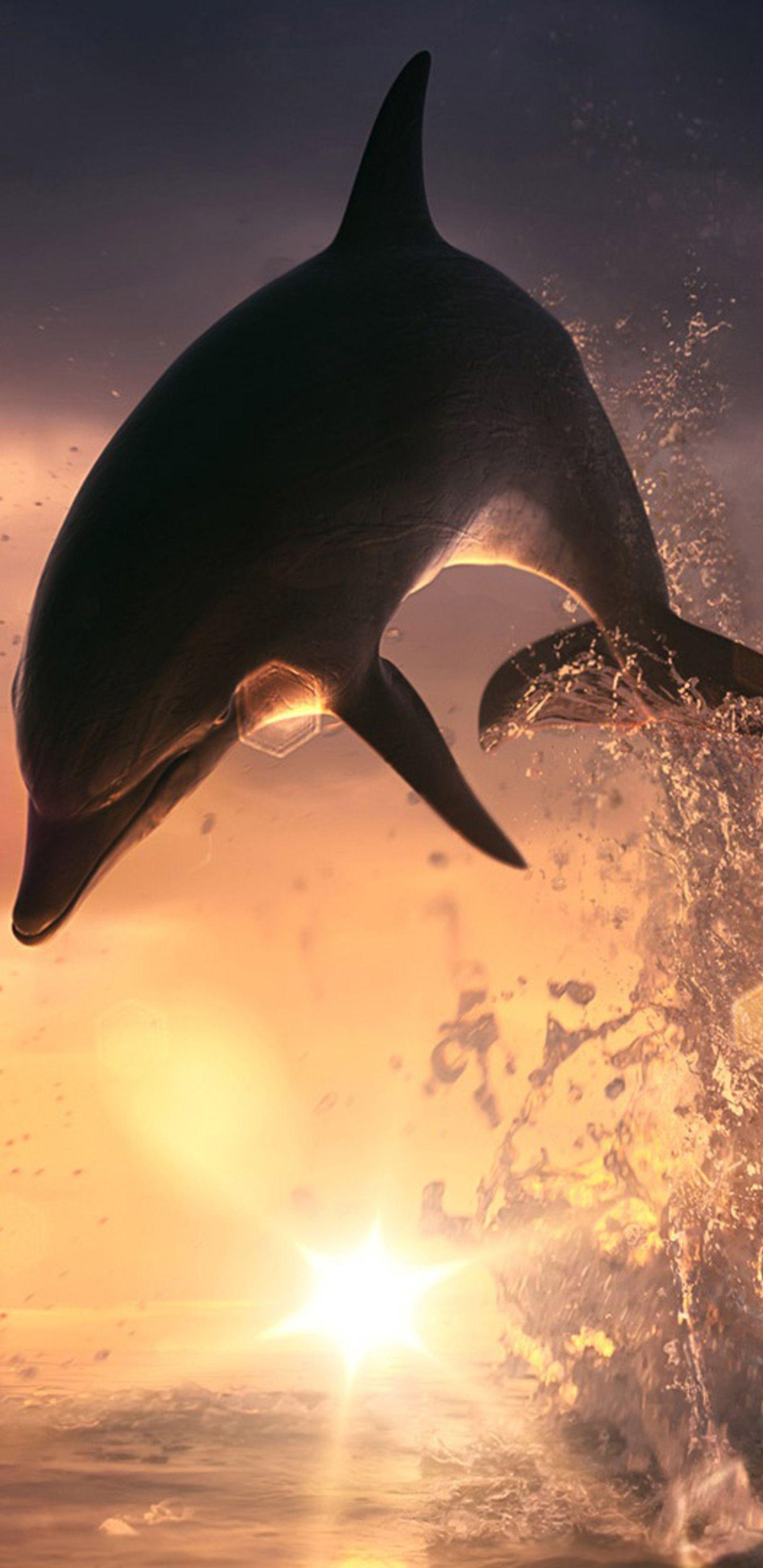 Dolphin Jump Wallpapers - Top Free Dolphin Jump Backgrounds ...