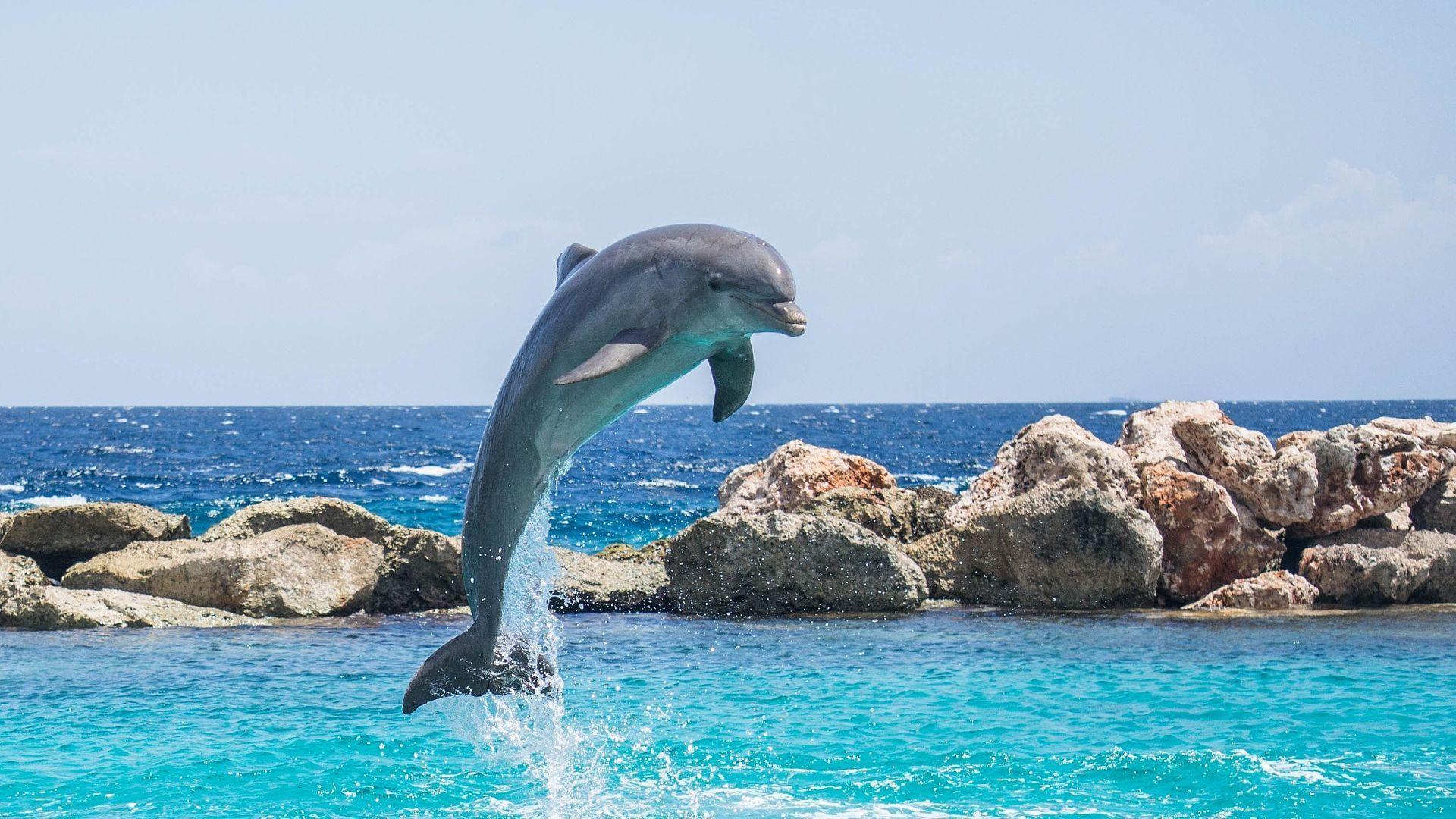 Dolphin Jump Wallpapers - Top Free Dolphin Jump Backgrounds ...