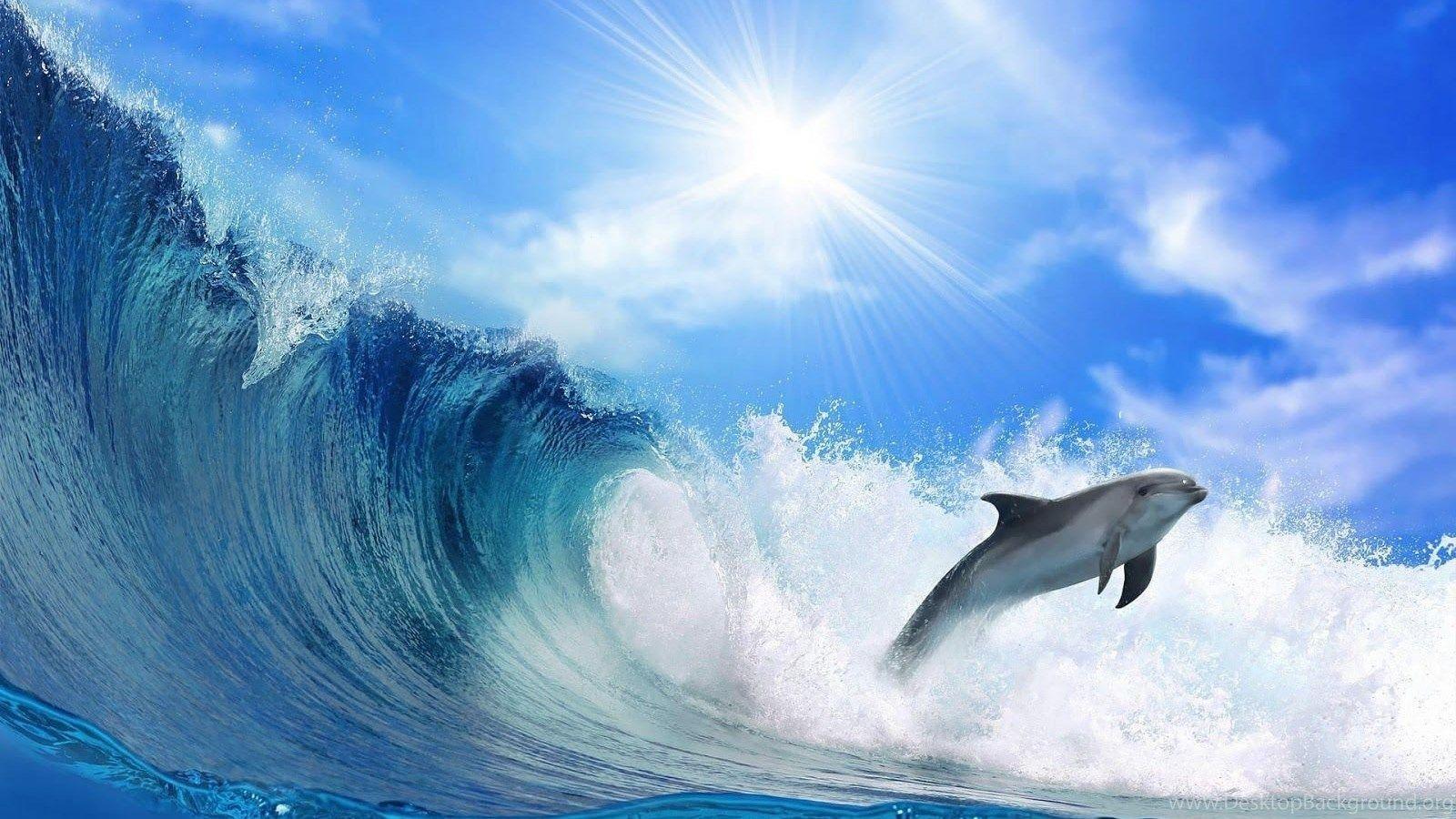 Dolphin Jump Wallpapers - Top Free Dolphin Jump Backgrounds ...