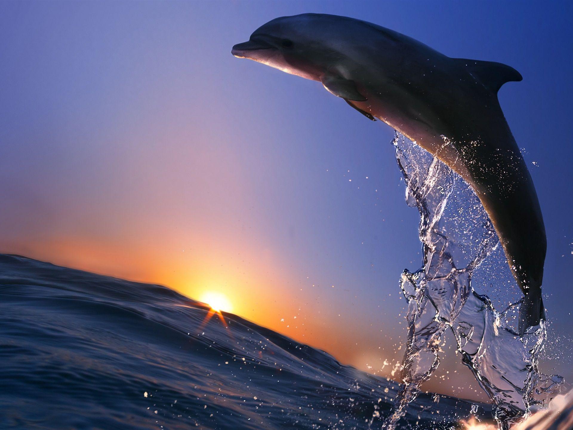 Dolphin Jump Wallpapers - Top Free Dolphin Jump Backgrounds ...