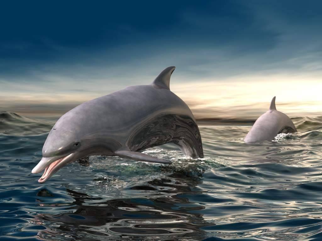 Dolphin Jump Wallpapers - Top Free Dolphin Jump Backgrounds ...