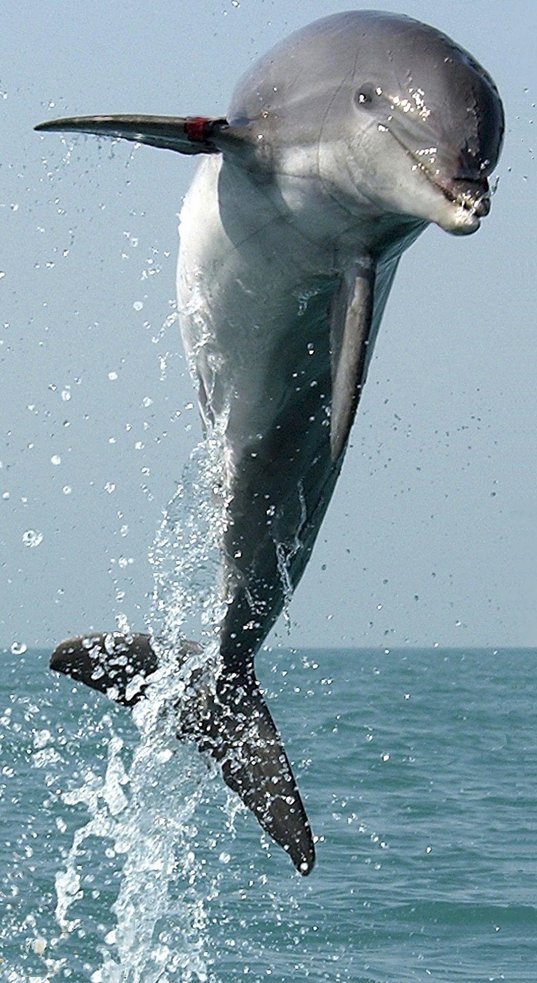 Dolphin Jump Wallpapers - Top Free Dolphin Jump Backgrounds ...
