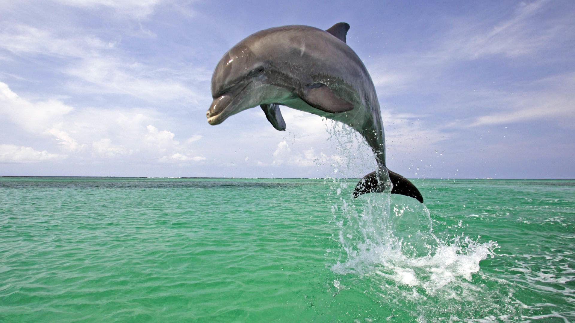 Dolphin Jump Wallpapers - Top Free Dolphin Jump Backgrounds ...