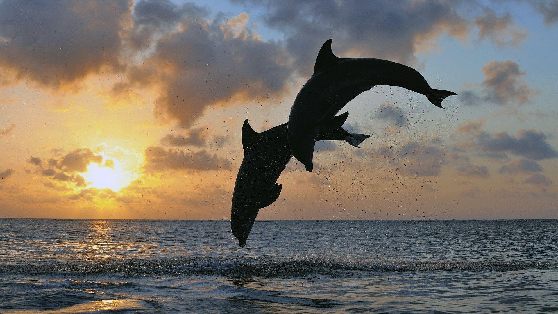 Dolphin Jump Wallpapers - Top Free Dolphin Jump Backgrounds ...