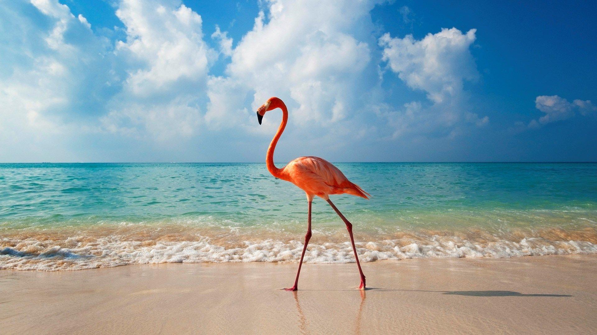 Flamingo Computer Wallpapers - Top Free Flamingo Computer Backgrounds ...