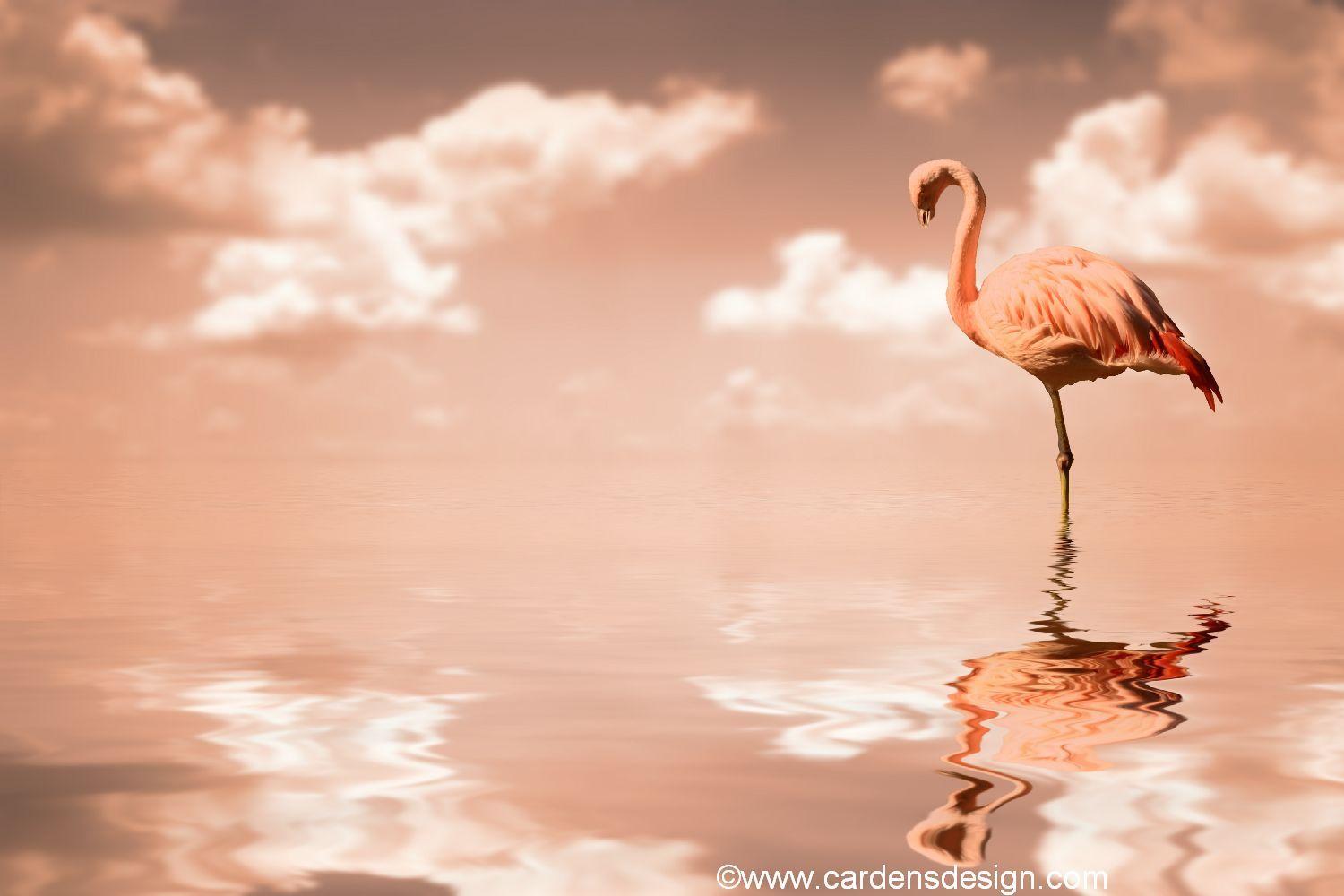 Flamingo Computer Wallpapers - Top Free Flamingo Computer Backgrounds ...