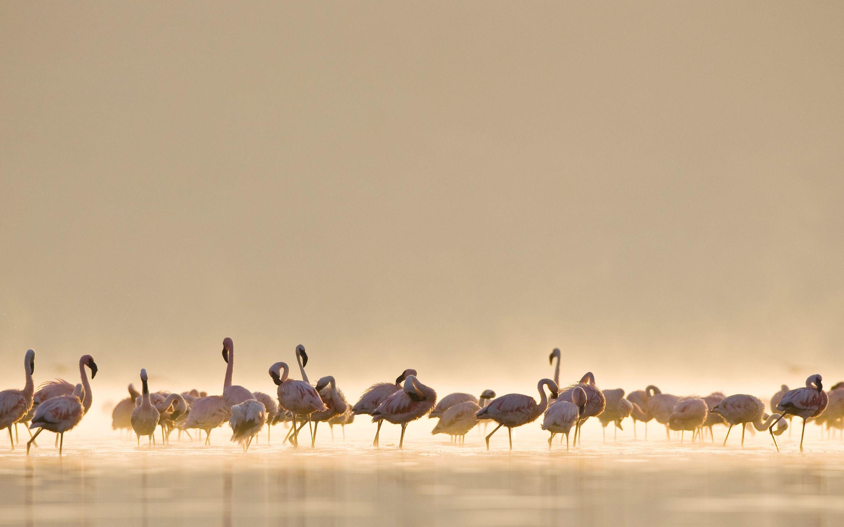 Flamingo Computer Wallpapers - Top Free Flamingo Computer Backgrounds ...