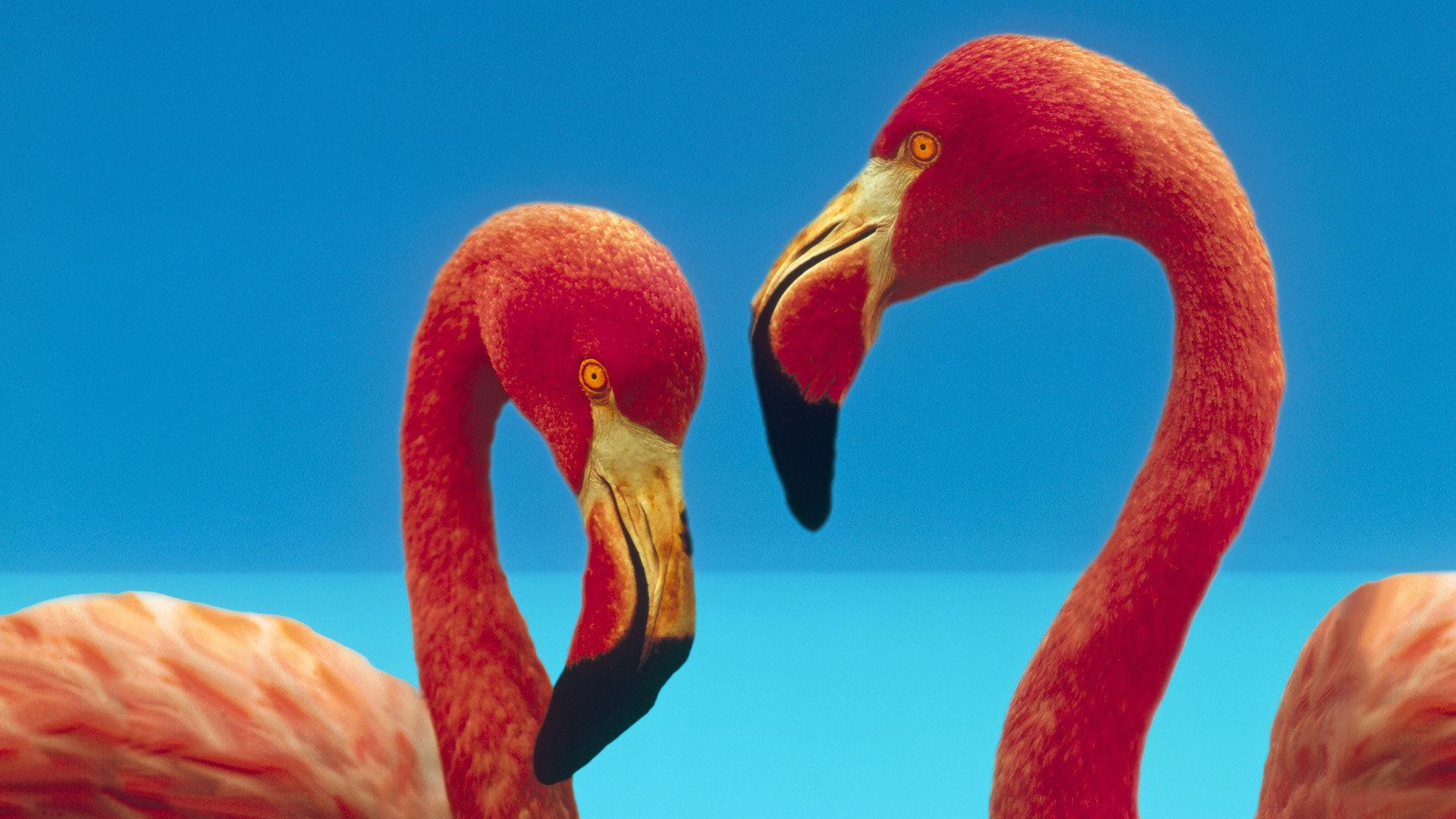 Flamingo Computer Wallpapers - Top Free Flamingo Computer Backgrounds ...