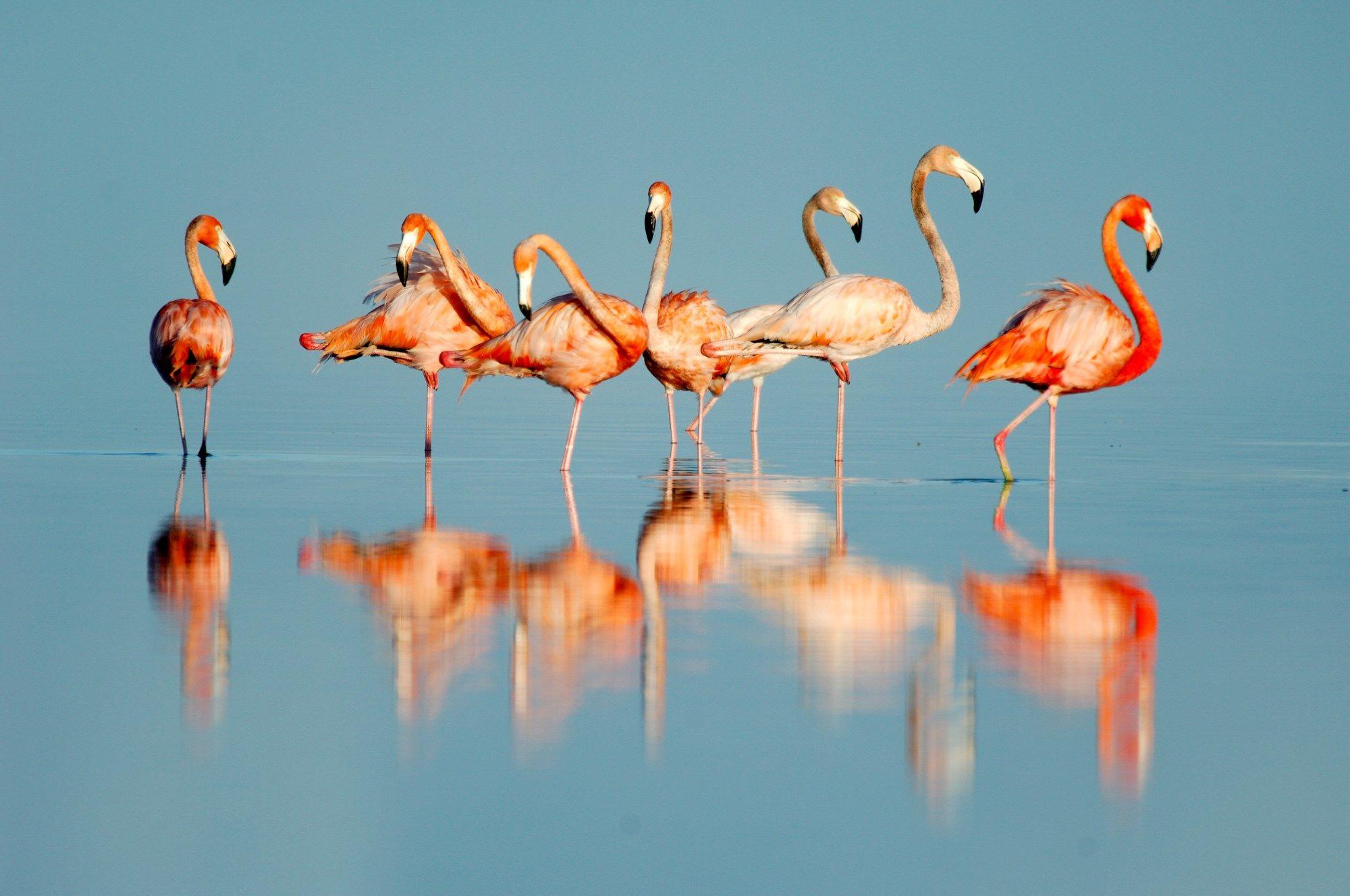 Flamingo Computer Wallpapers - Top Free Flamingo Computer Backgrounds ...