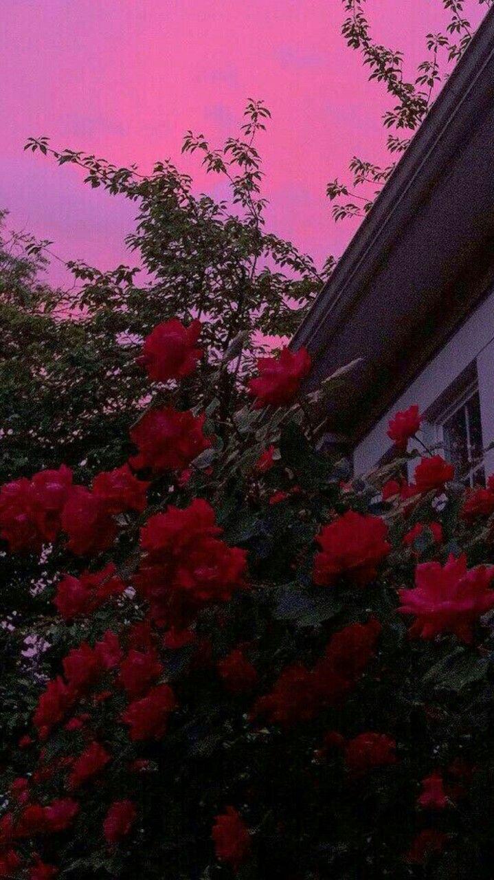 Red Aesthetic Scenic Wallpapers - Top Free Red Aesthetic Scenic ...