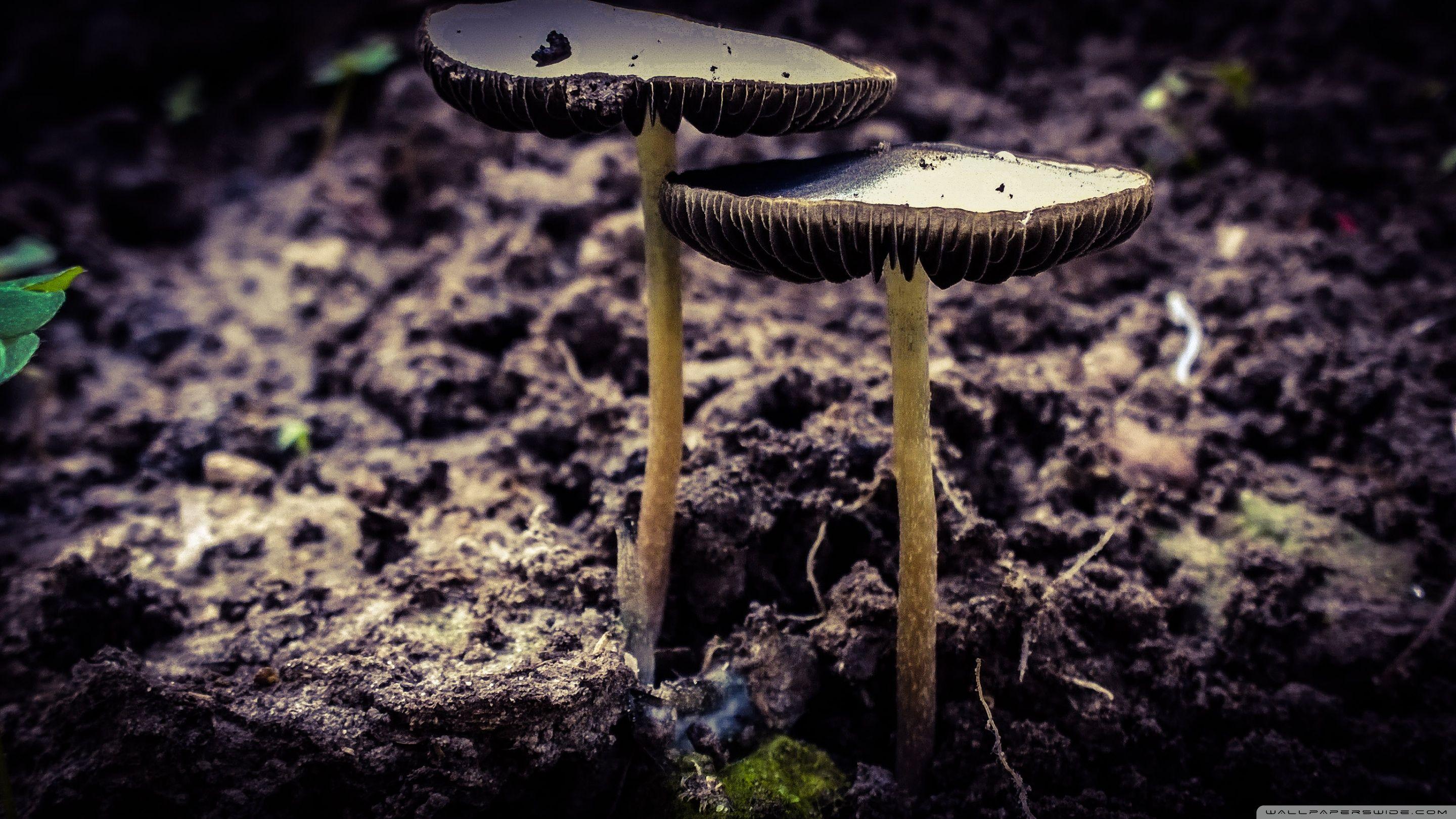 Fungus Wallpapers - Top Free Fungus Backgrounds - WallpaperAccess