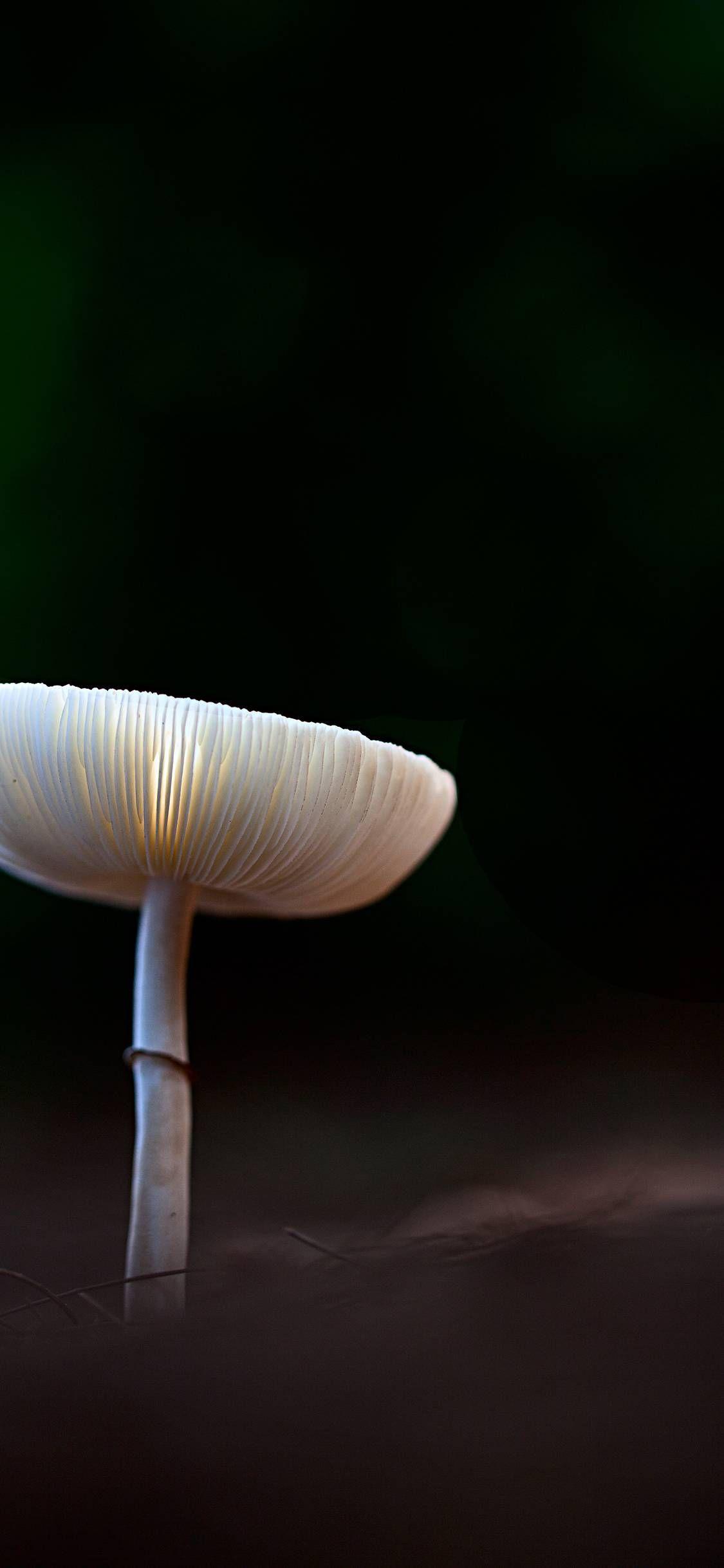 Fungus Wallpapers - Top Free Fungus Backgrounds - WallpaperAccess