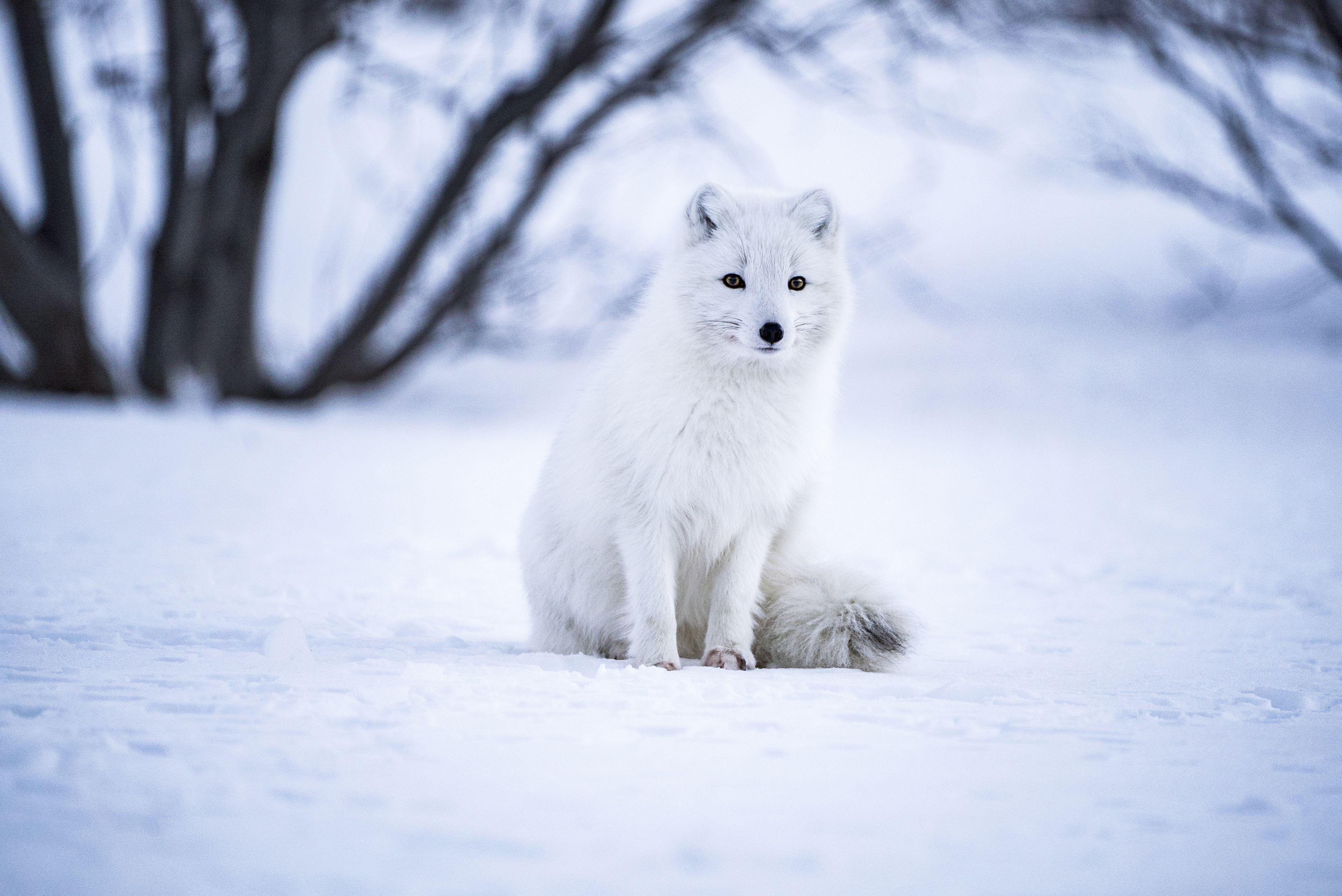 Winter Fox Wallpapers - Top Free Winter Fox Backgrounds - WallpaperAccess