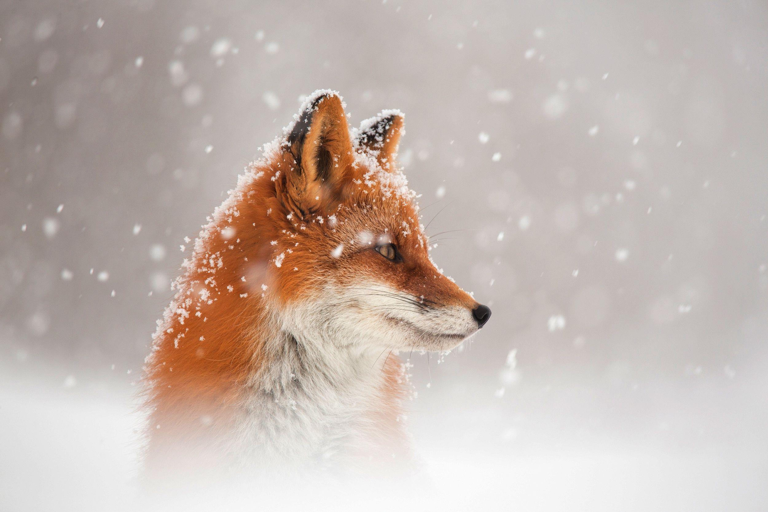 Winter Fox Wallpapers - Top Free Winter Fox Backgrounds - WallpaperAccess