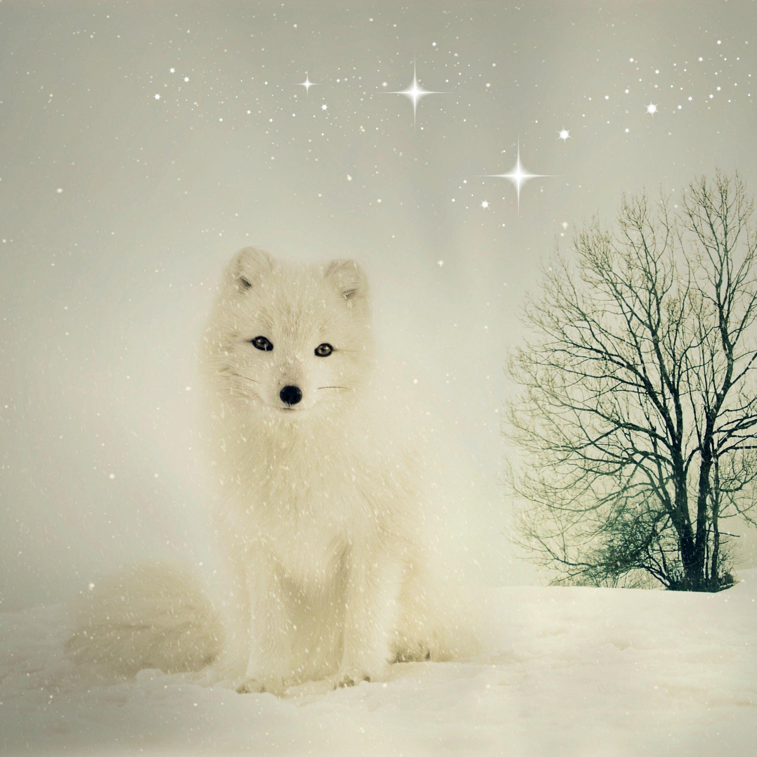 Winter Fox Wallpapers - Top Free Winter Fox Backgrounds - WallpaperAccess