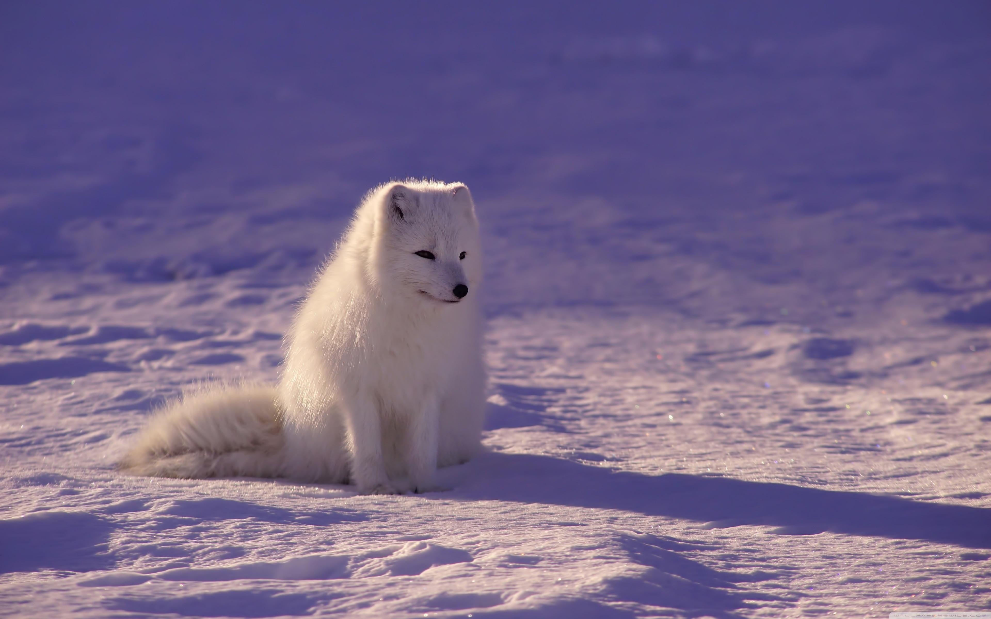 Winter Fox Wallpapers - Top Free Winter Fox Backgrounds - WallpaperAccess