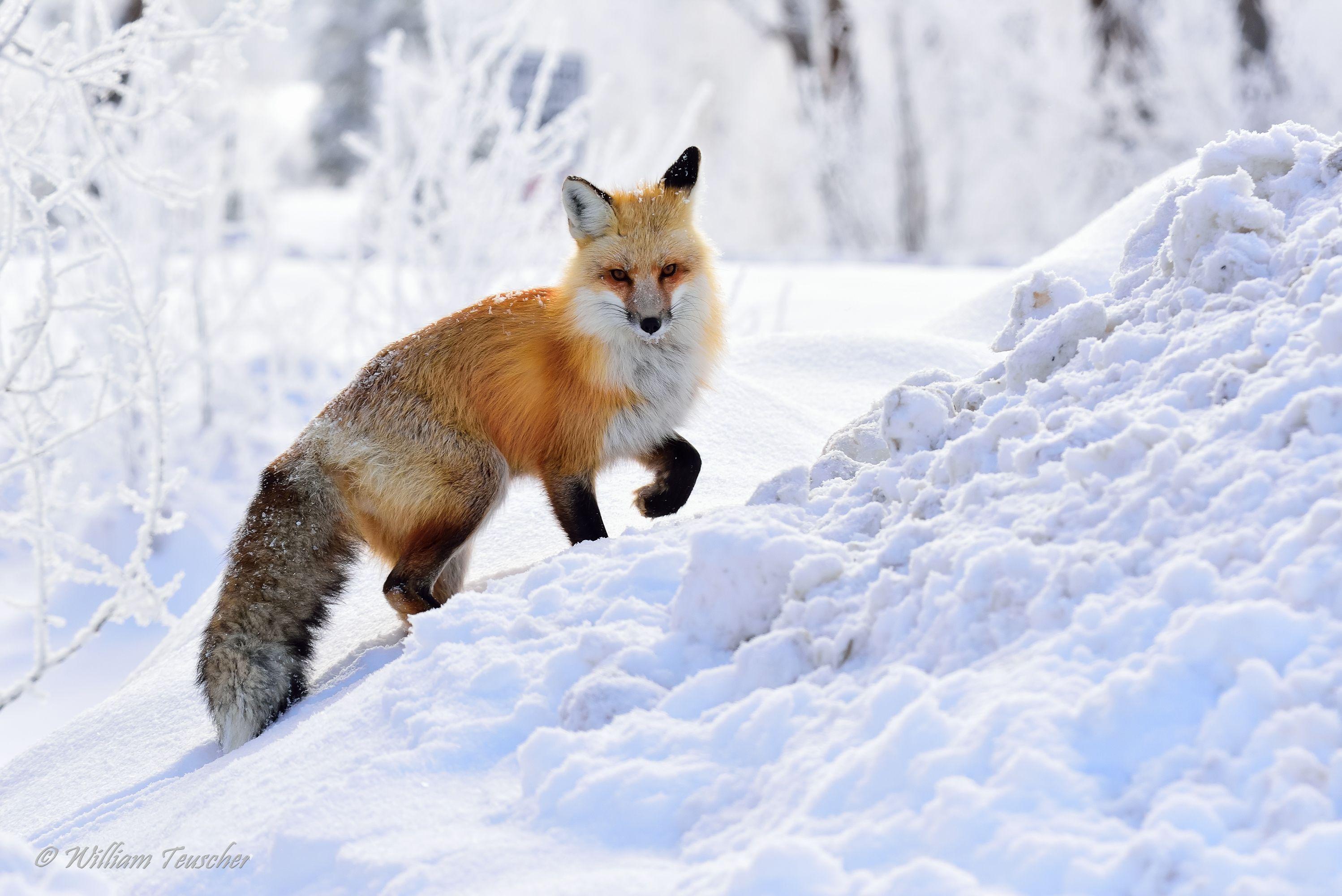 Winter Fox Wallpapers - Top Free Winter Fox Backgrounds - WallpaperAccess
