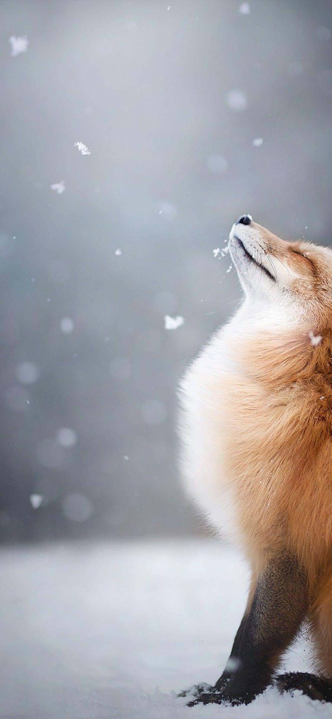Winter Fox Wallpapers - Top Free Winter Fox Backgrounds - WallpaperAccess