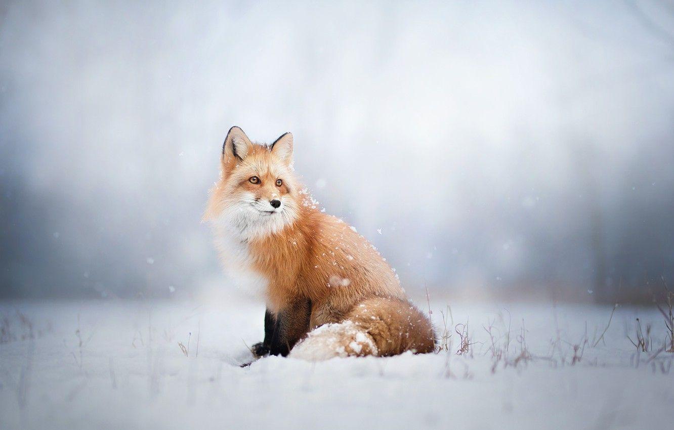 Cute Snow Fox Wallpapers - Top Free Cute Snow Fox Backgrounds ...
