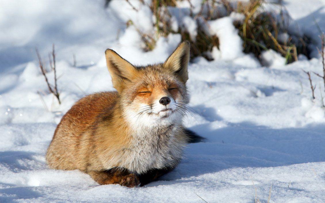 Winter Fox Wallpapers - Top Free Winter Fox Backgrounds - WallpaperAccess