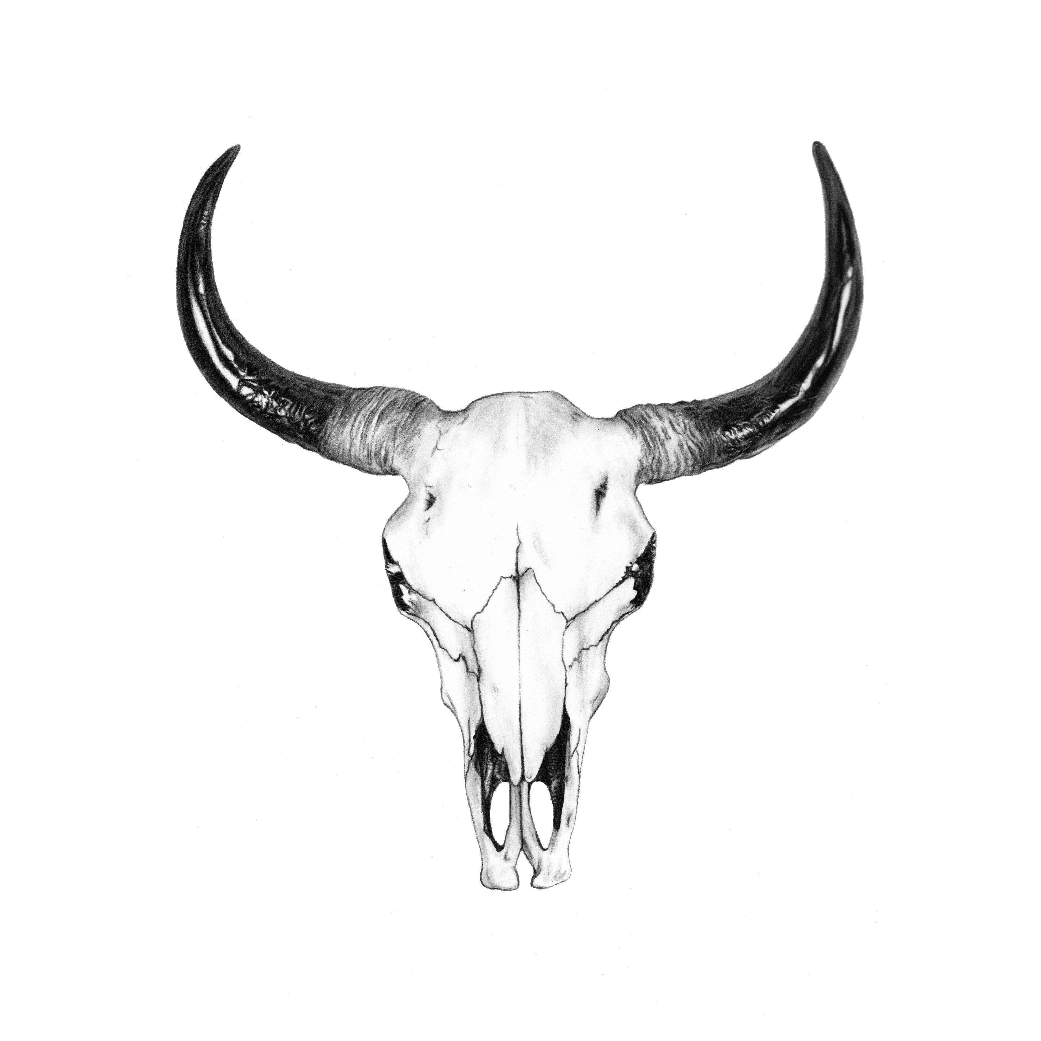 Bull Skull Wallpapers - Top Free Bull Skull Backgrounds - WallpaperAccess