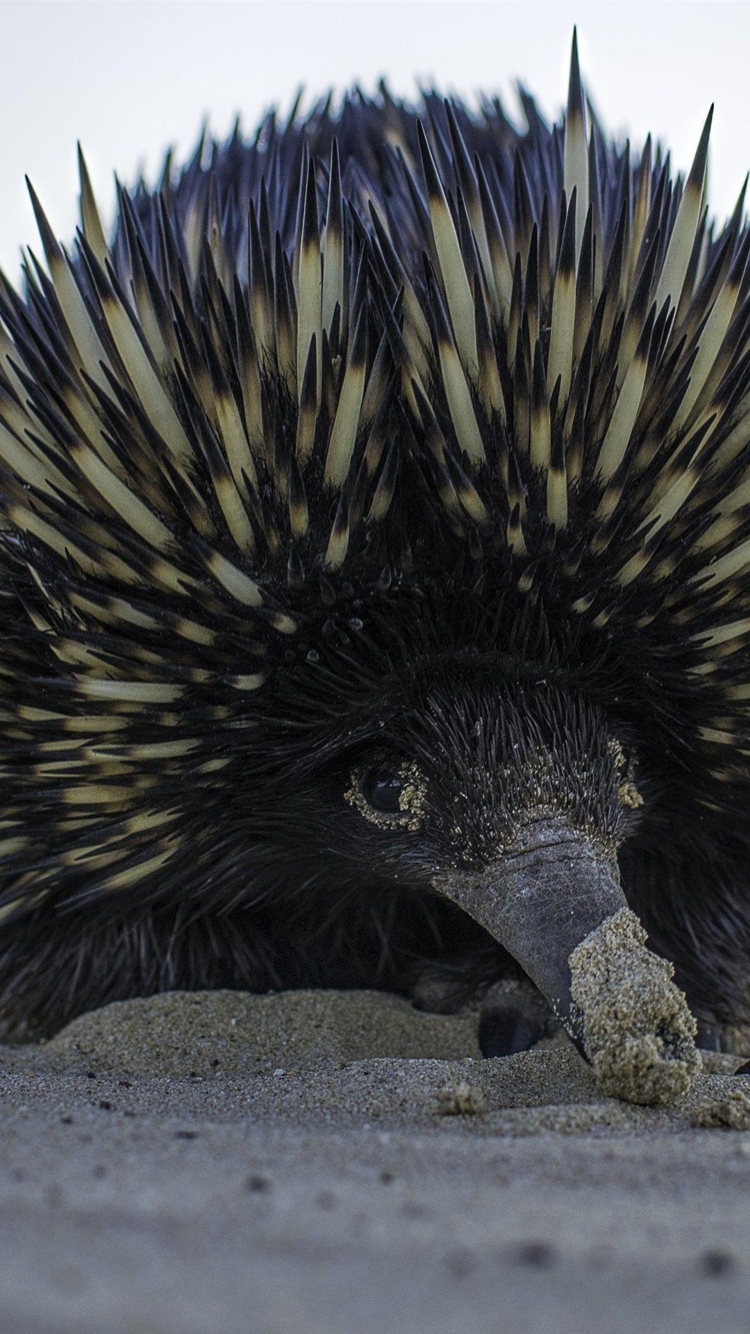 Echidna Wallpapers - Top Free Echidna Backgrounds - WallpaperAccess