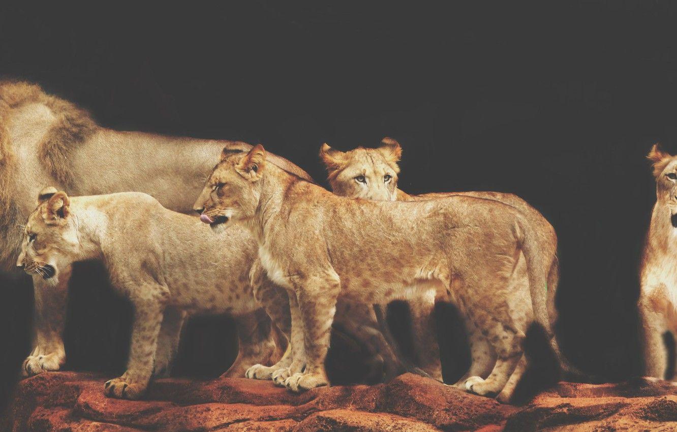 Lion Pride Wallpapers - Top Free Lion Pride Backgrounds - WallpaperAccess