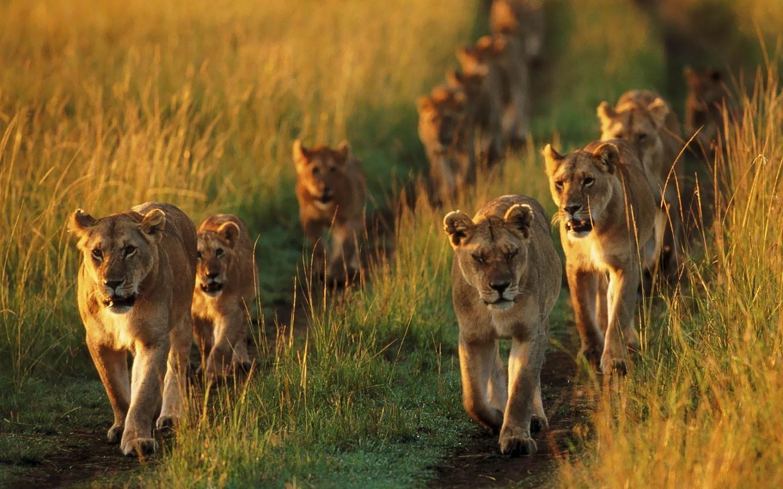 Lion Pride Wallpapers - Top Free Lion Pride Backgrounds - WallpaperAccess