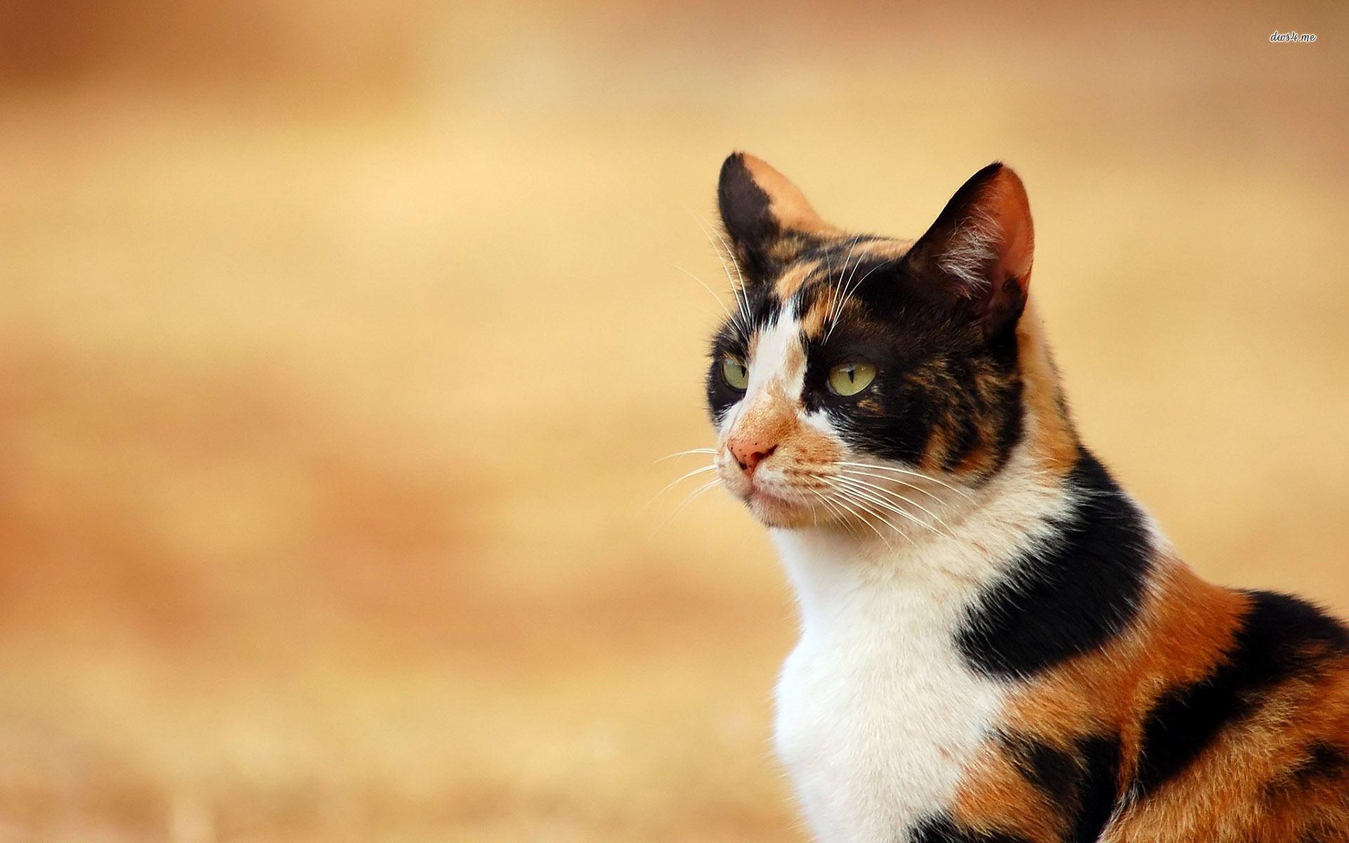 Calico Cats Wallpapers - Top Free Calico Cats Backgrounds - WallpaperAccess