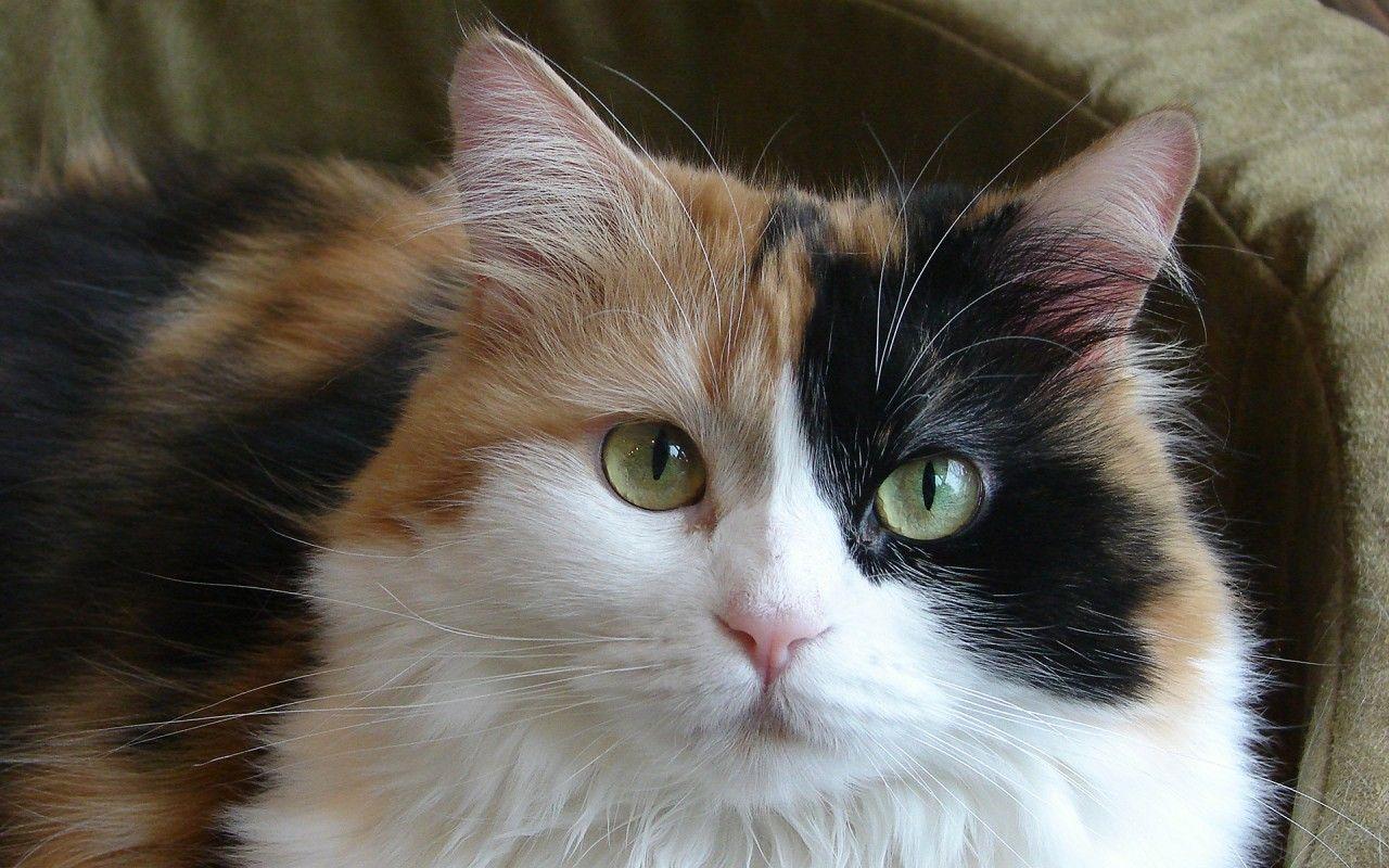 Calico Cats Wallpapers - Top Free Calico Cats Backgrounds - WallpaperAccess