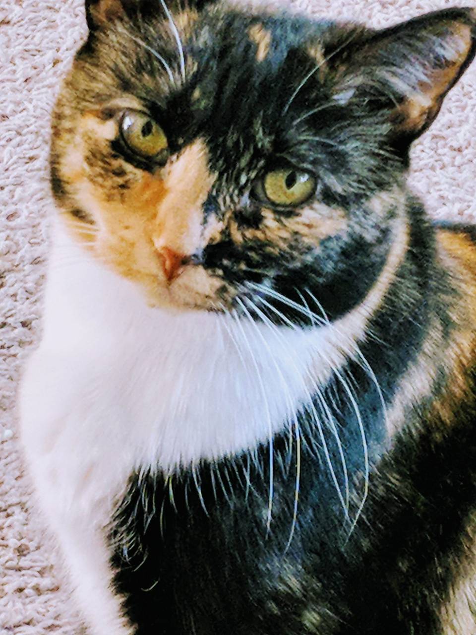 Calico Cats Wallpapers - Top Free Calico Cats Backgrounds - WallpaperAccess