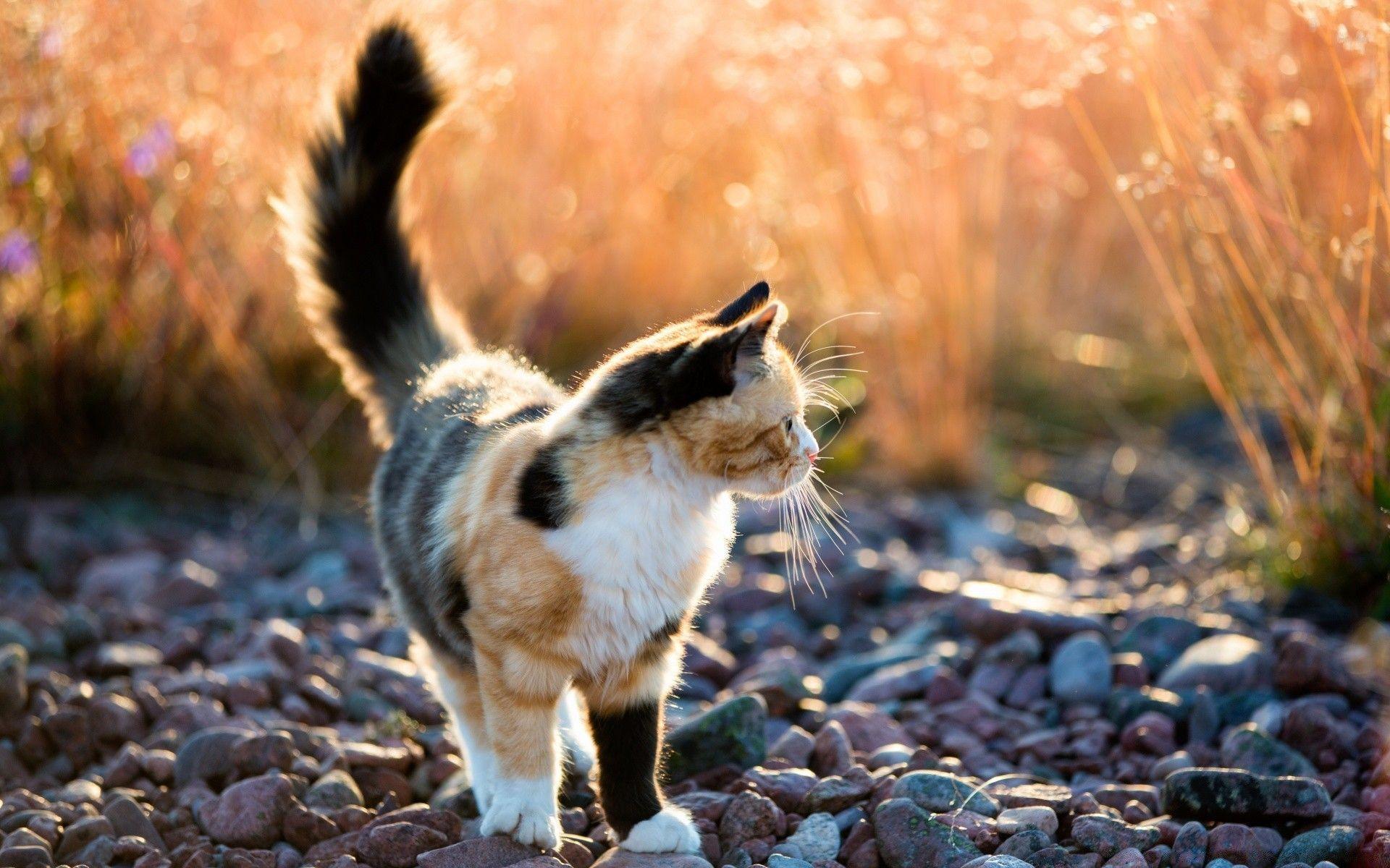 Calico Cats Wallpapers - Top Free Calico Cats Backgrounds - WallpaperAccess
