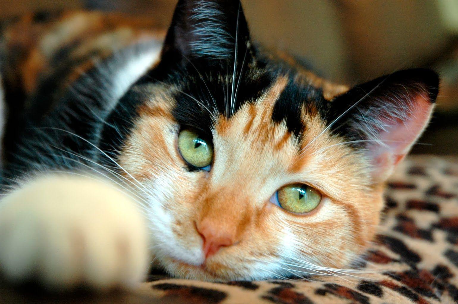 Calico Cats Wallpapers - Top Free Calico Cats Backgrounds - WallpaperAccess