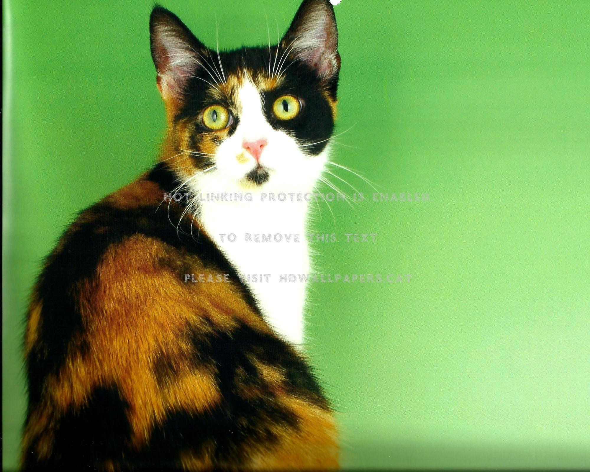 Calico Cats Wallpapers - Top Free Calico Cats Backgrounds - WallpaperAccess