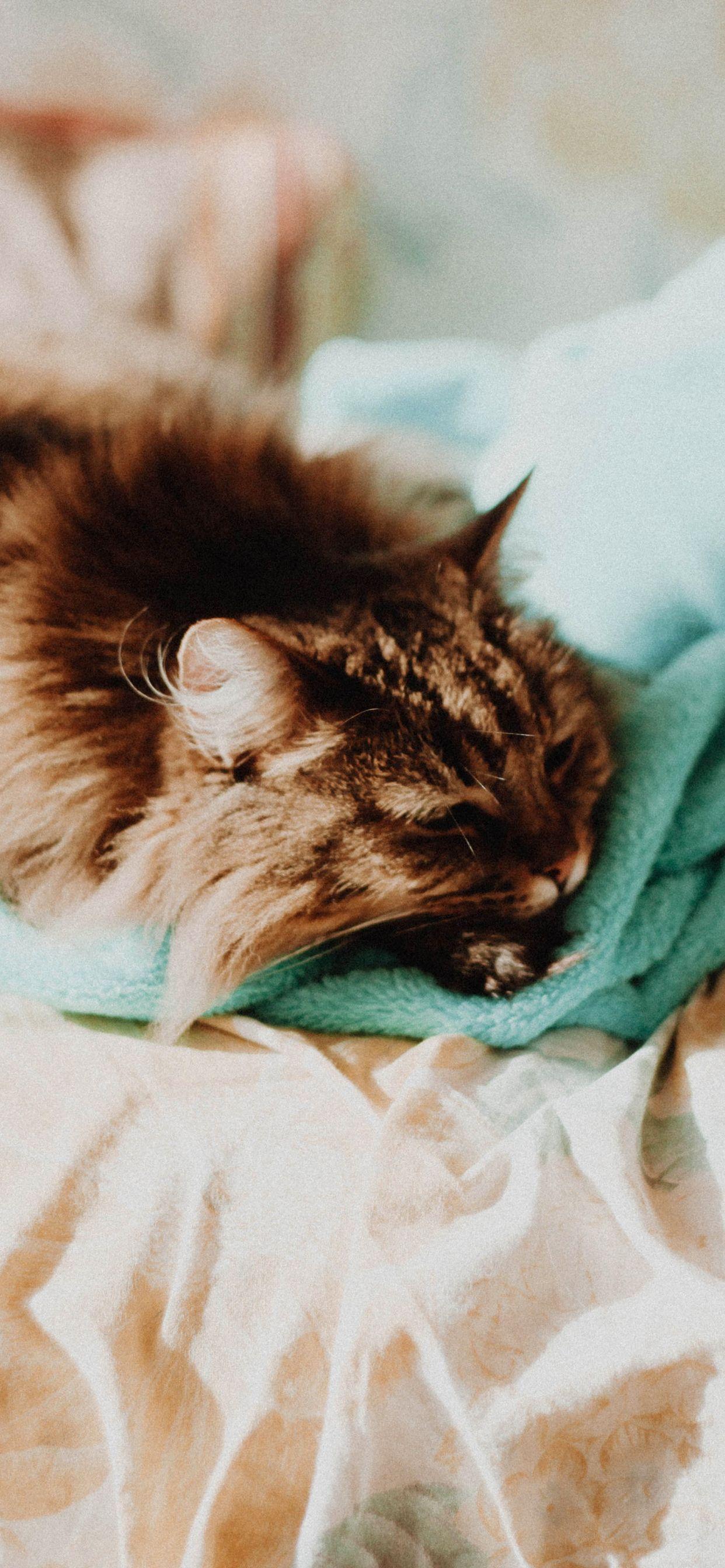 Brown Cats Wallpapers - Top Free Brown Cats Backgrounds - WallpaperAccess