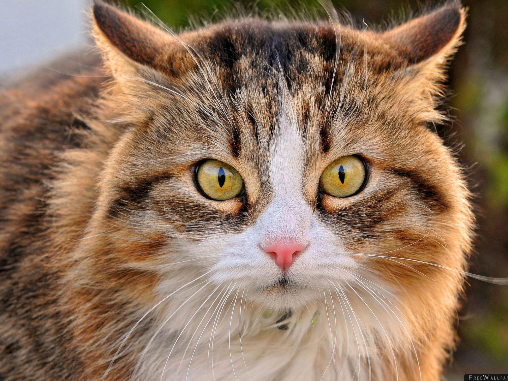 Brown Cats Wallpapers - Top Free Brown Cats Backgrounds - WallpaperAccess