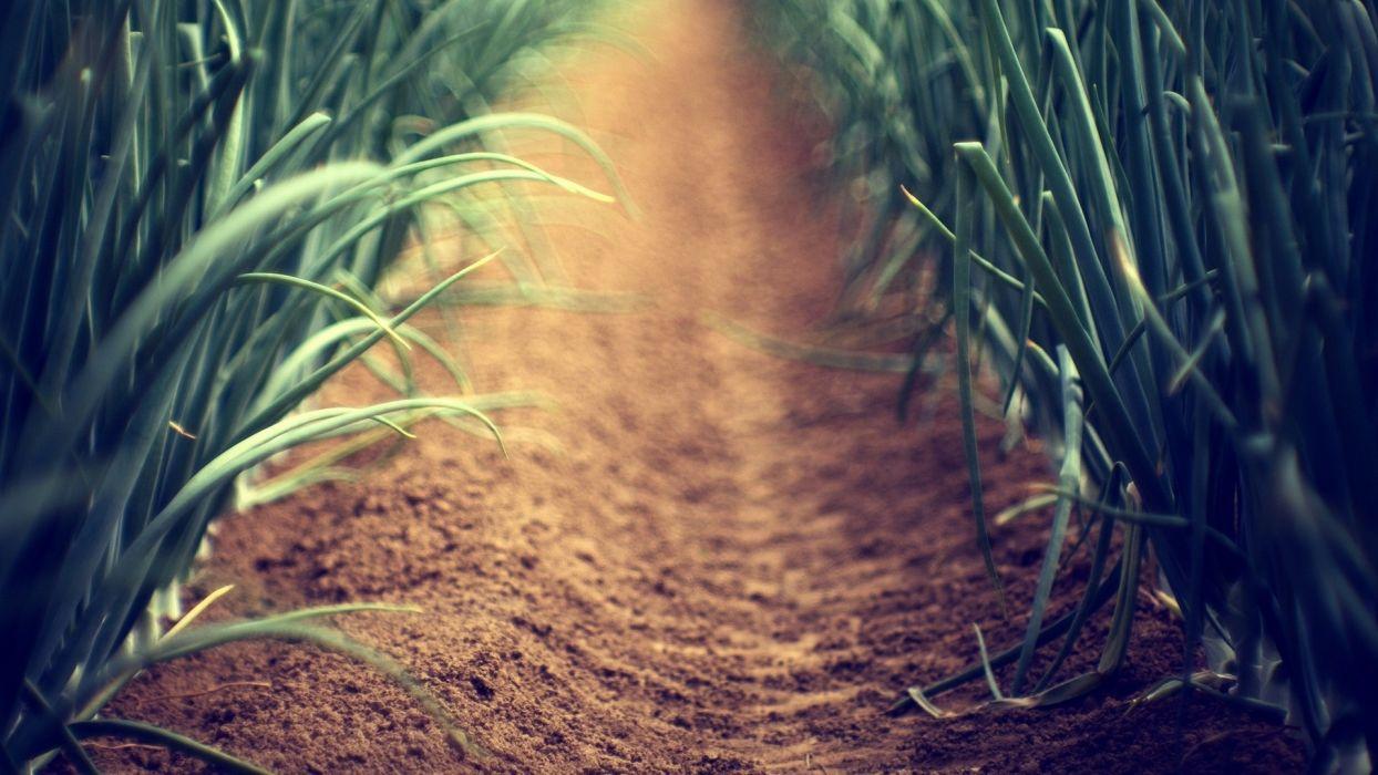 Farm Field Wallpapers - Top Free Farm Field Backgrounds - WallpaperAccess