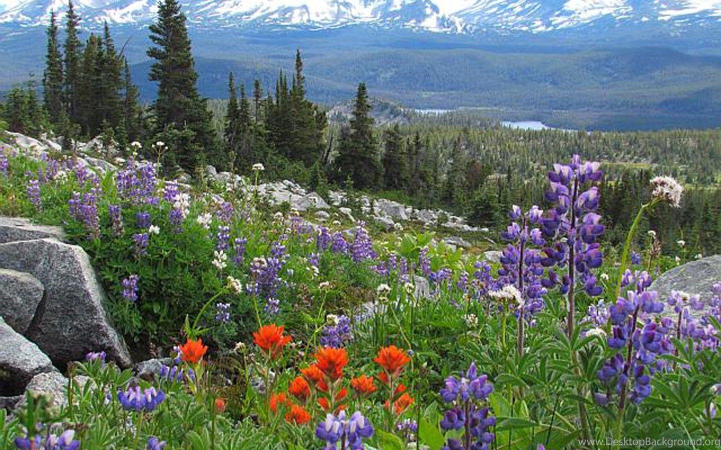 Flower Meadow Wallpapers - Top Free Flower Meadow Backgrounds ...