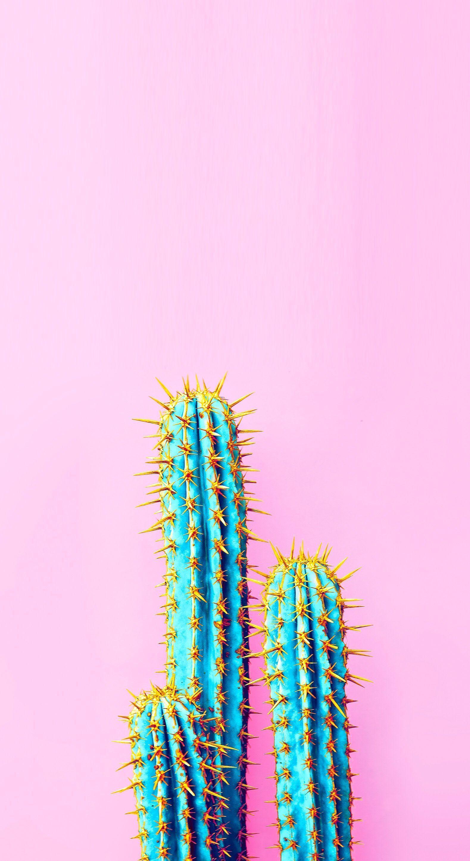 Cactus Garden Wallpapers - Top Free Cactus Garden Backgrounds ...