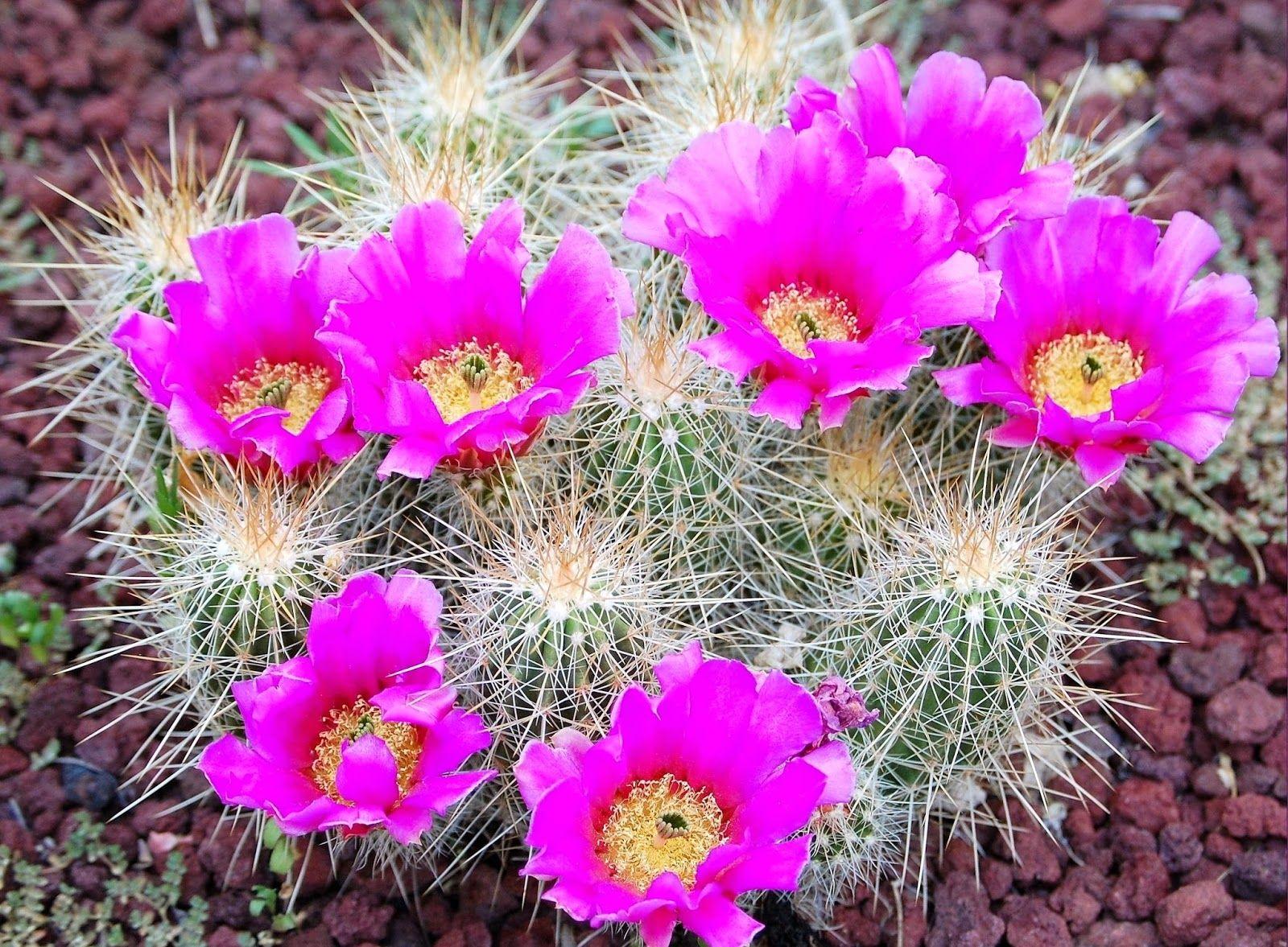 Cactus Garden Wallpapers - Top Free Cactus Garden Backgrounds ...