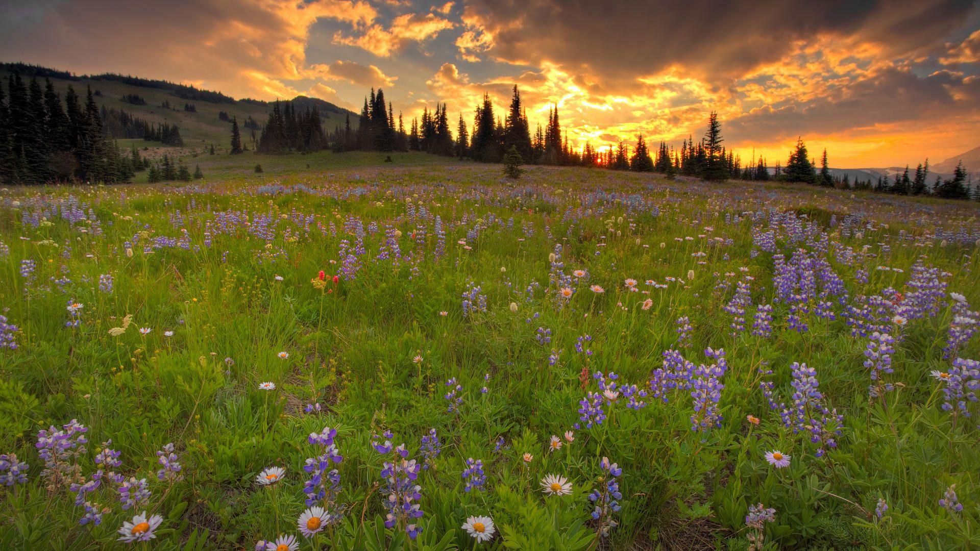 Flower Meadow Wallpapers - Top Free Flower Meadow Backgrounds - WallpaperAccess