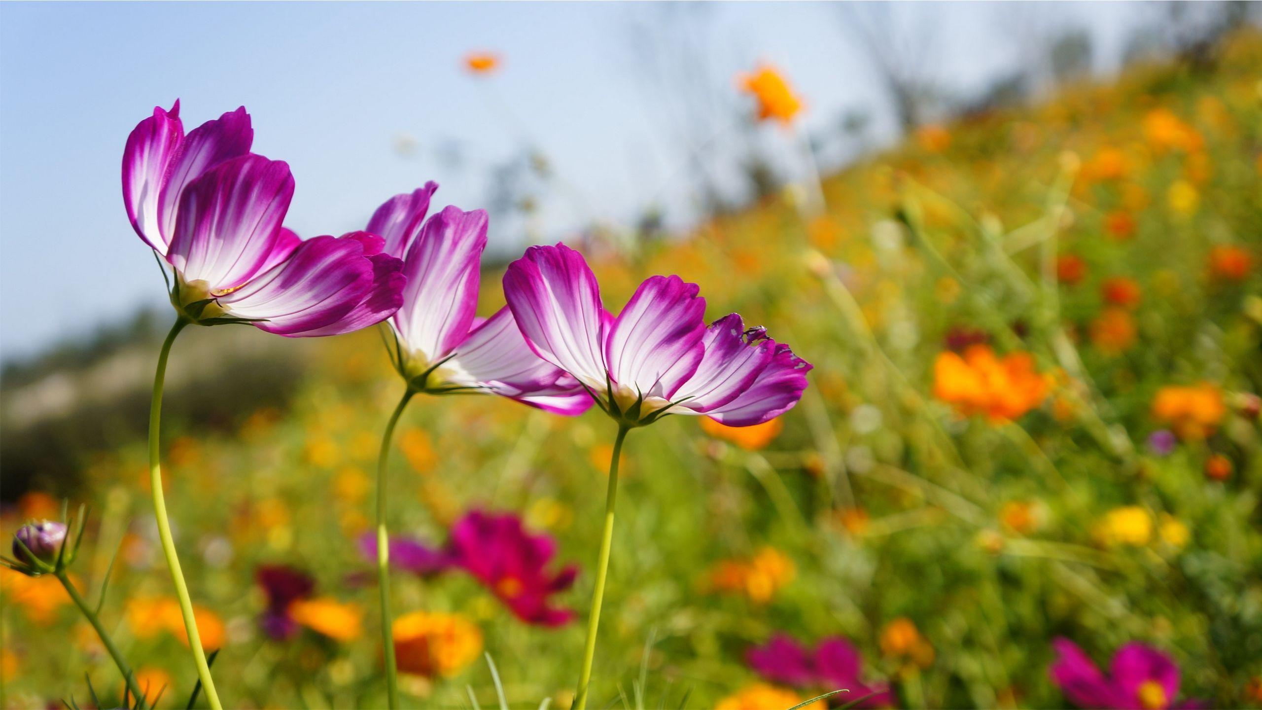 Flower Meadow Wallpapers - Top Free Flower Meadow Backgrounds ...