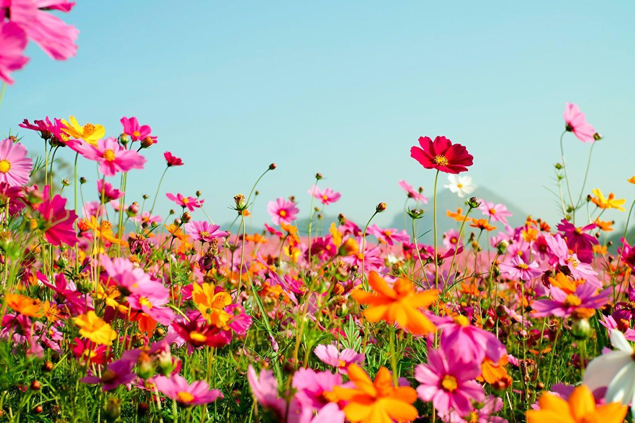 Flower Meadow Wallpapers - Top Free Flower Meadow Backgrounds ...
