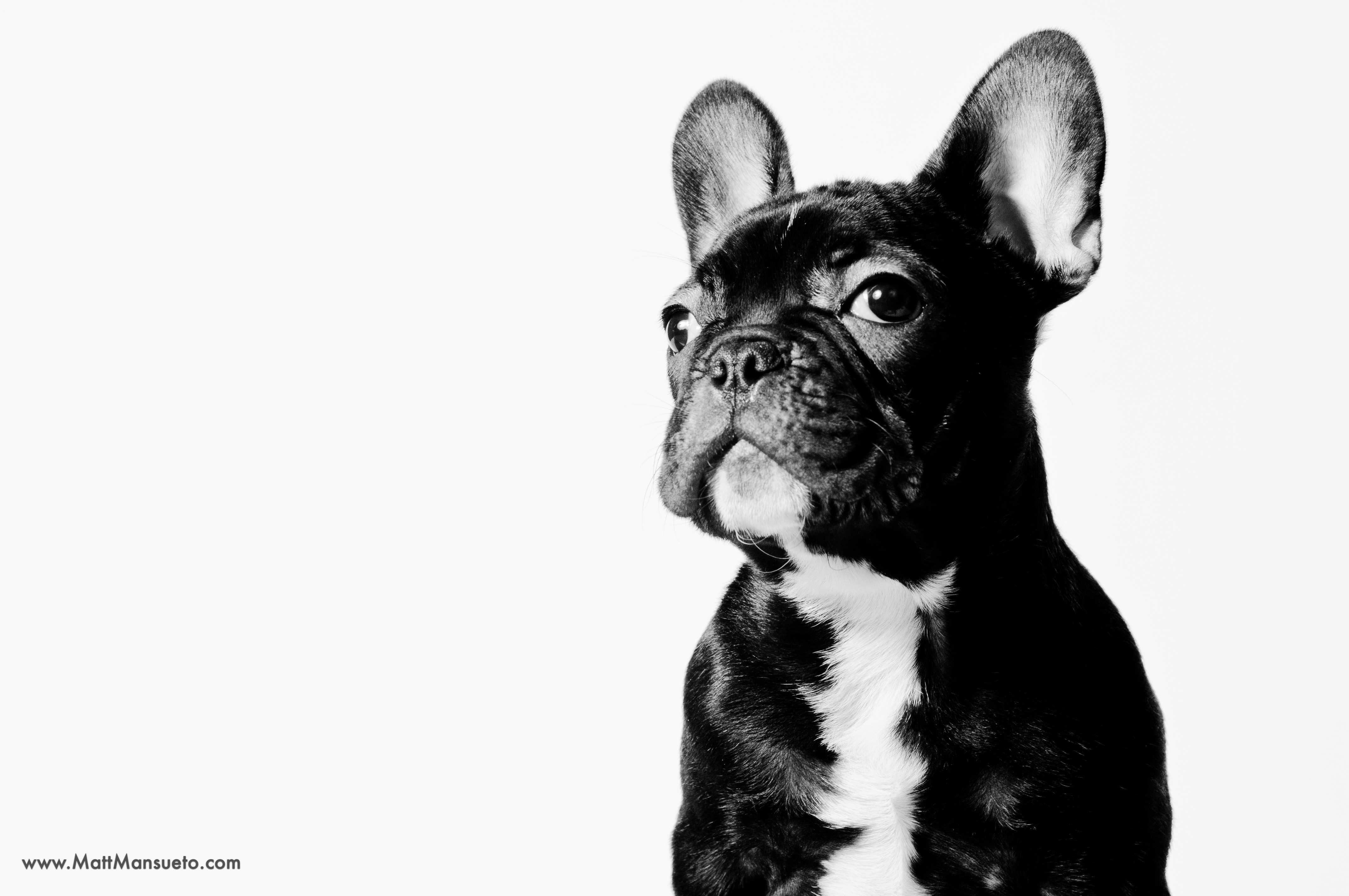 Black Bulldog Wallpapers - Top Free Black Bulldog Backgrounds ...