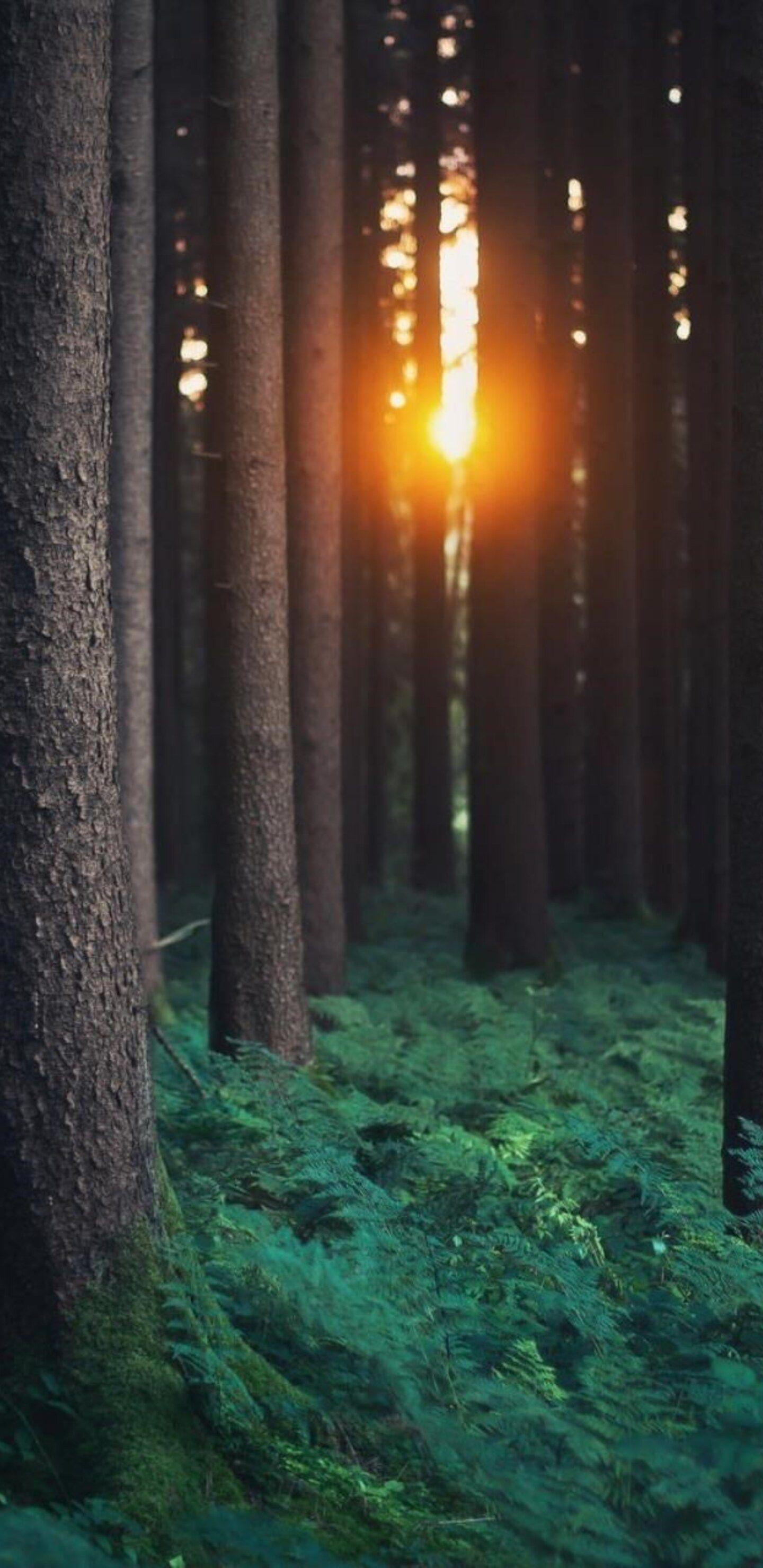 Galaxy Forest Wallpapers - Top Free Galaxy Forest Backgrounds ...