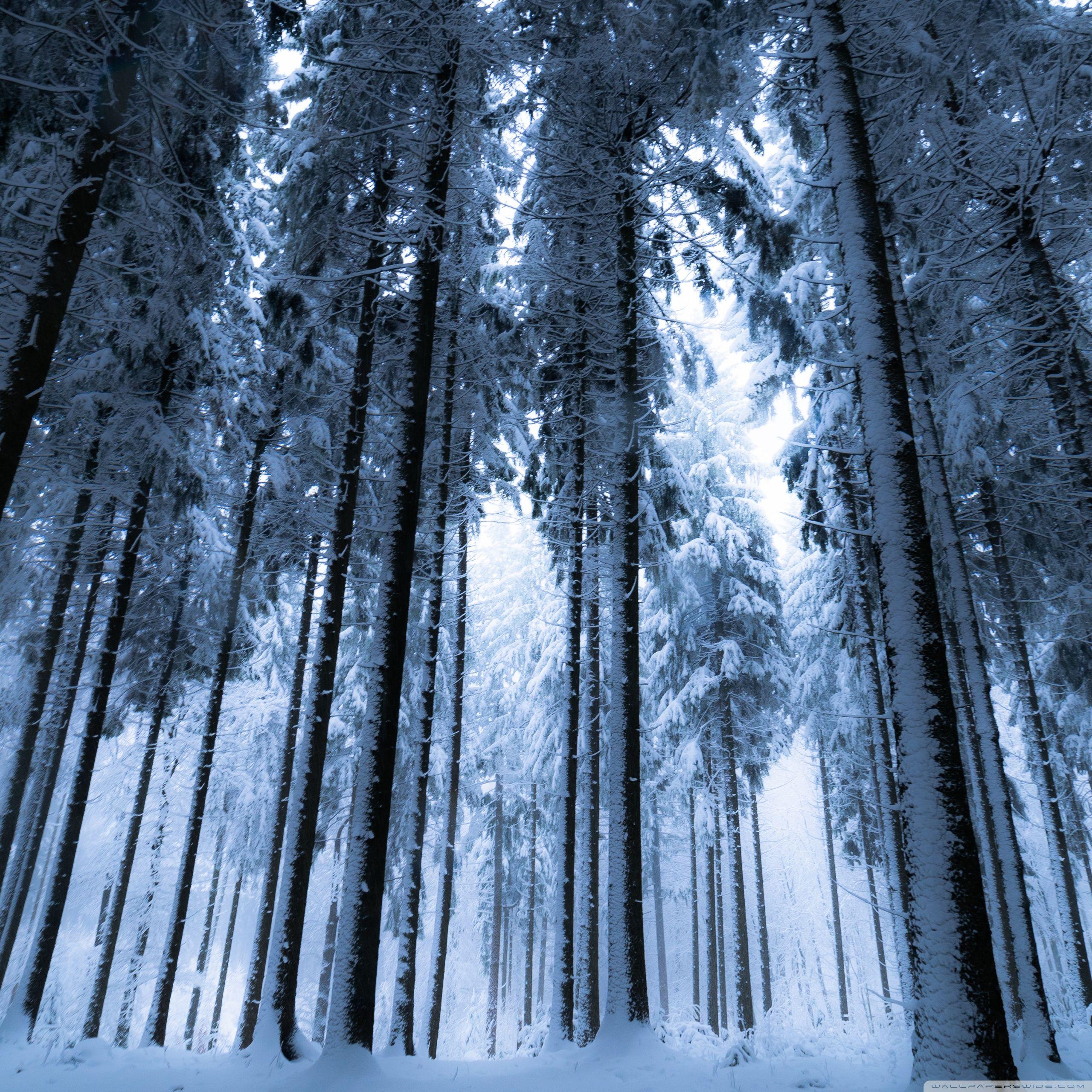 Galaxy Forest Wallpapers - Top Free Galaxy Forest Backgrounds ...